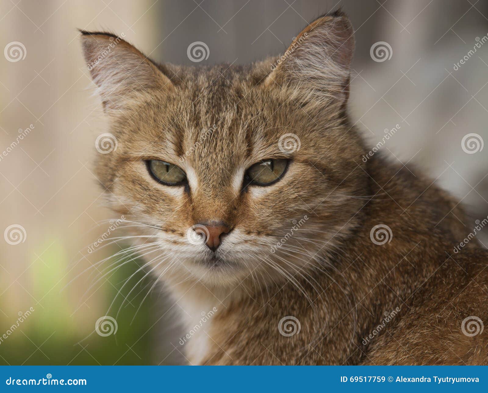 Red Cat Looking Attentive Gaze into the Distance Stock Image - Image of ...