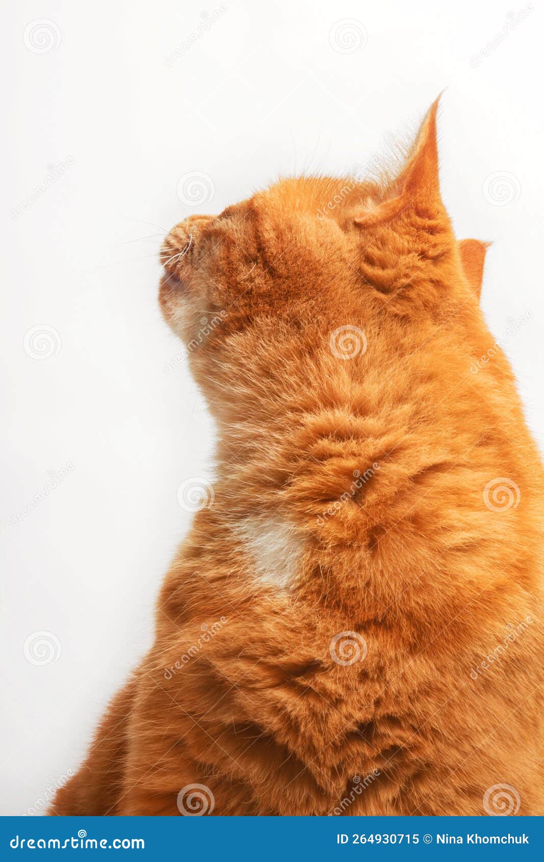 Red cat looking back stock image. Image of animal, kitty - 264930715