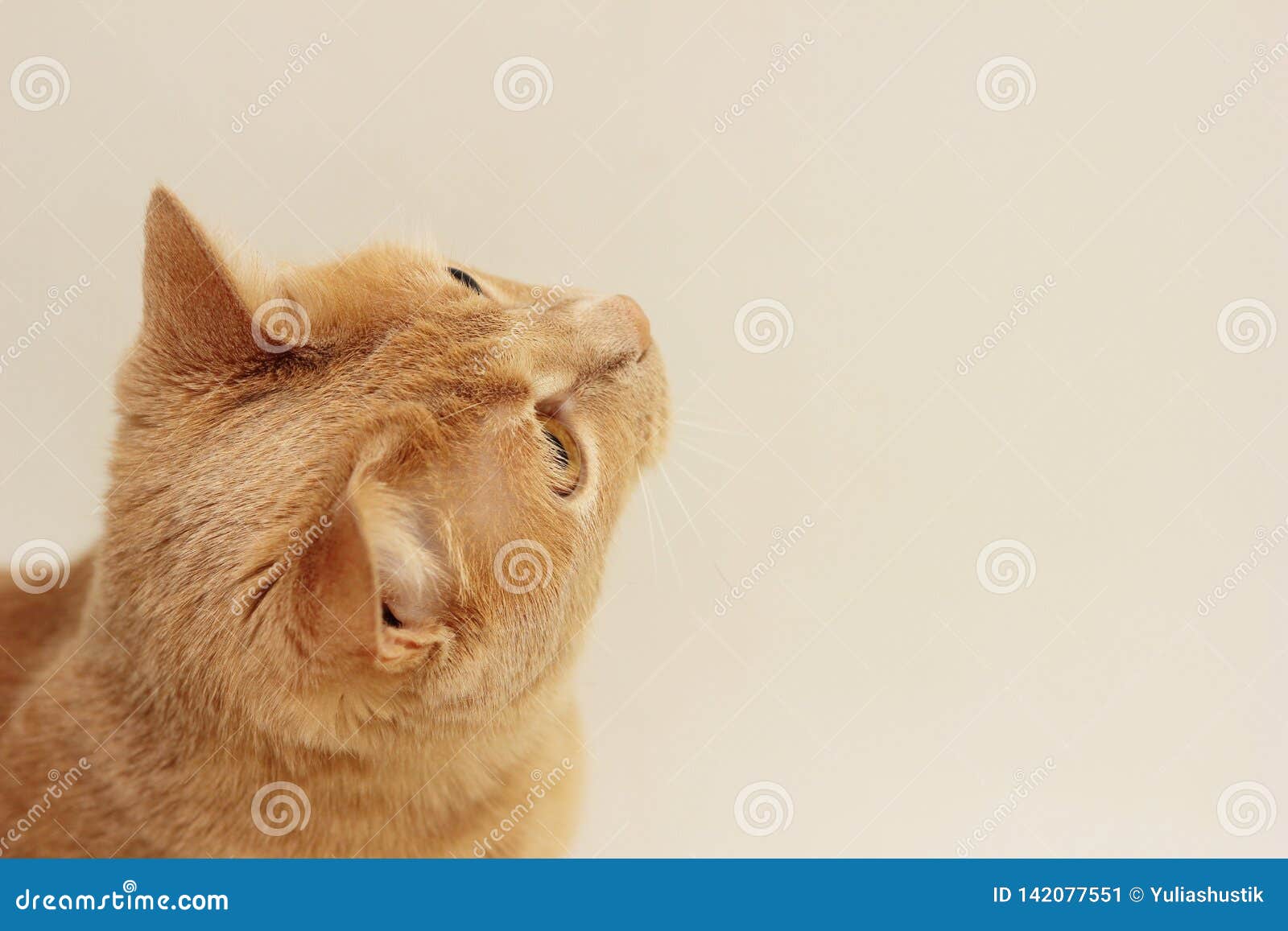 Red cat looking up stock image. Image of orange, looking - 142077551