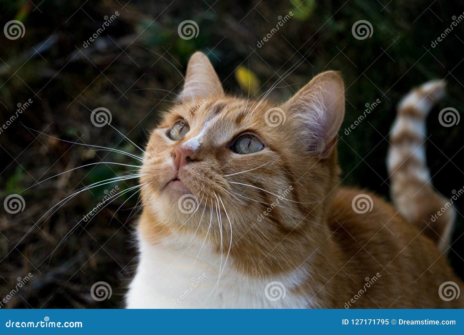 Red Cat Looking Up and Thinking about Something Stock Image - Image of ...