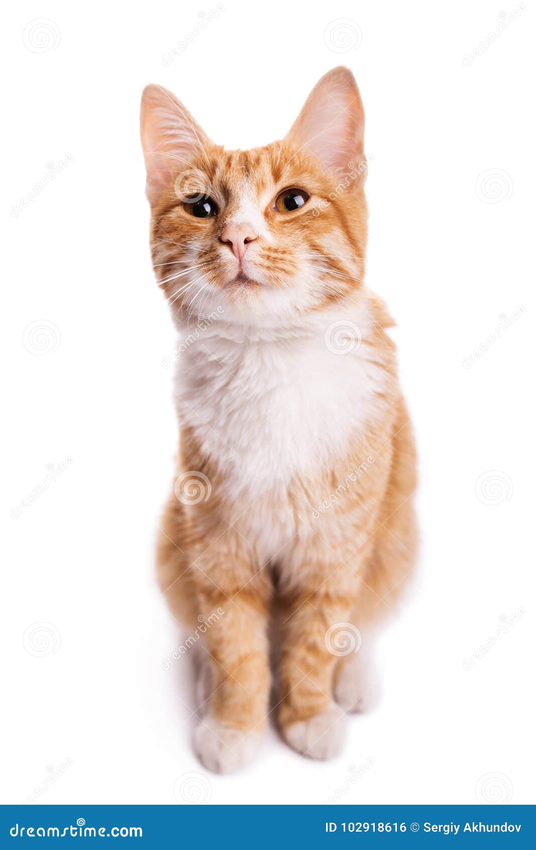 Red interested cat stock photo. Image of domestic, portrait - 102918616