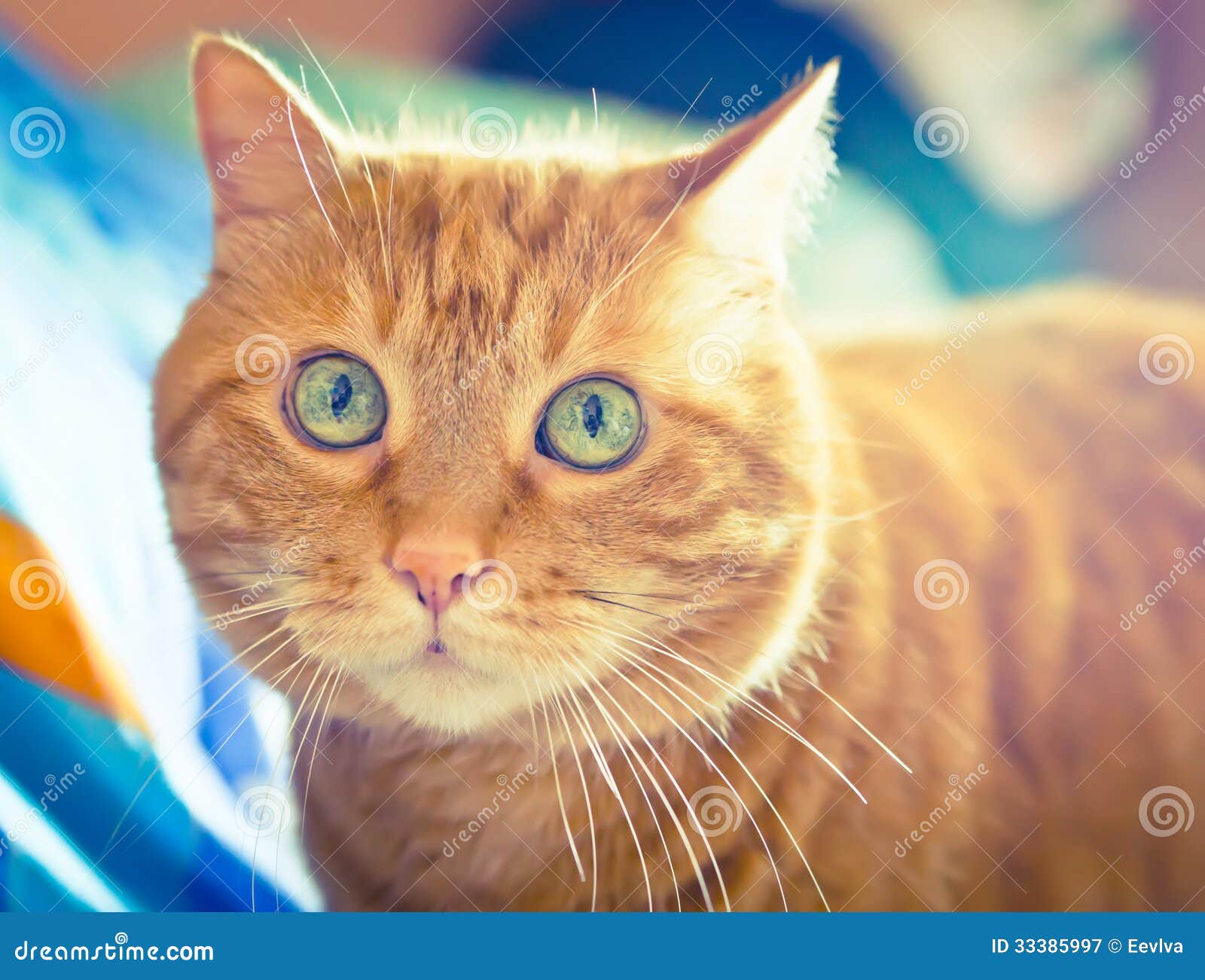 Red cat. stock image. Image of playful, nice, purebred - 33385997