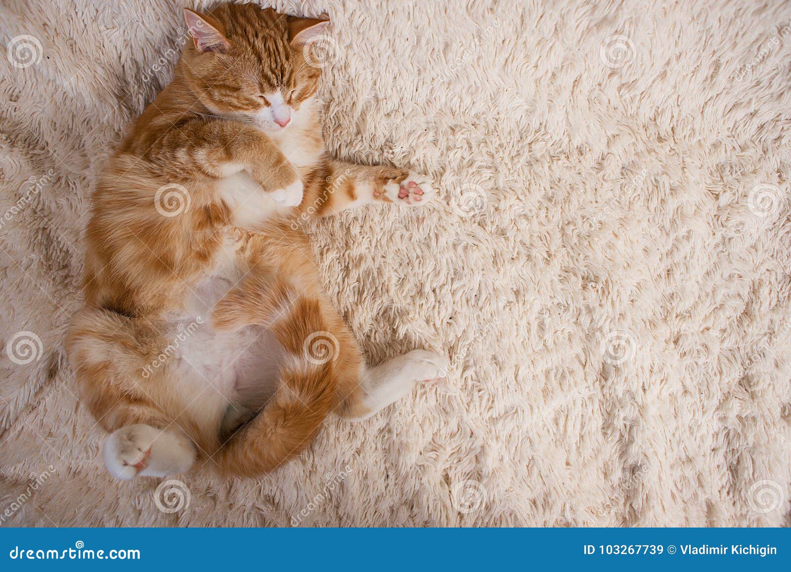 Red Cat Lying on the Bed. Pet Couch Resting. Fluffy Cat Sleepin Stock ...
