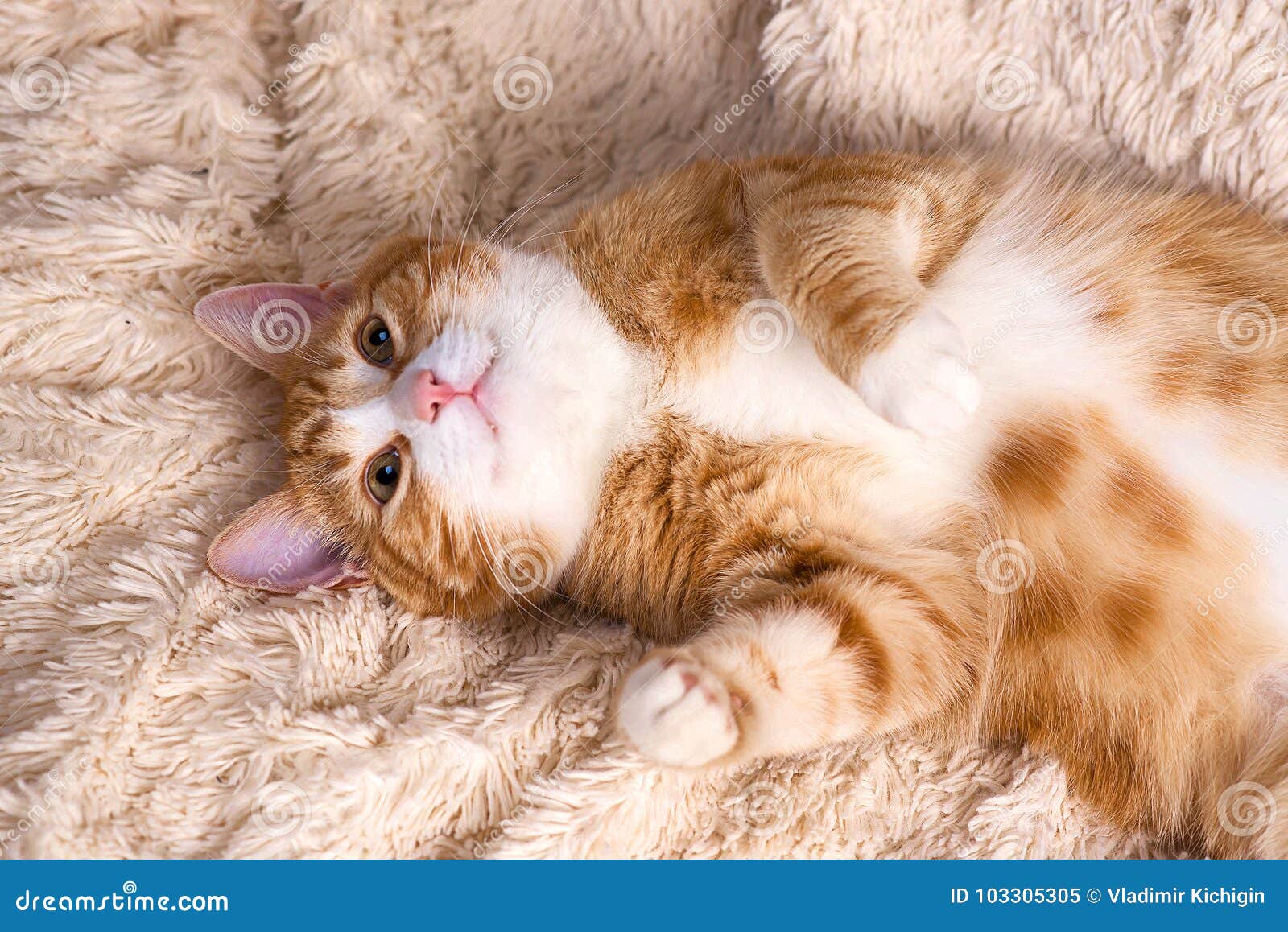 Red Cat Lying on the Bed. Pet Couch Resting. Fluffy Cat Sleepin Stock ...