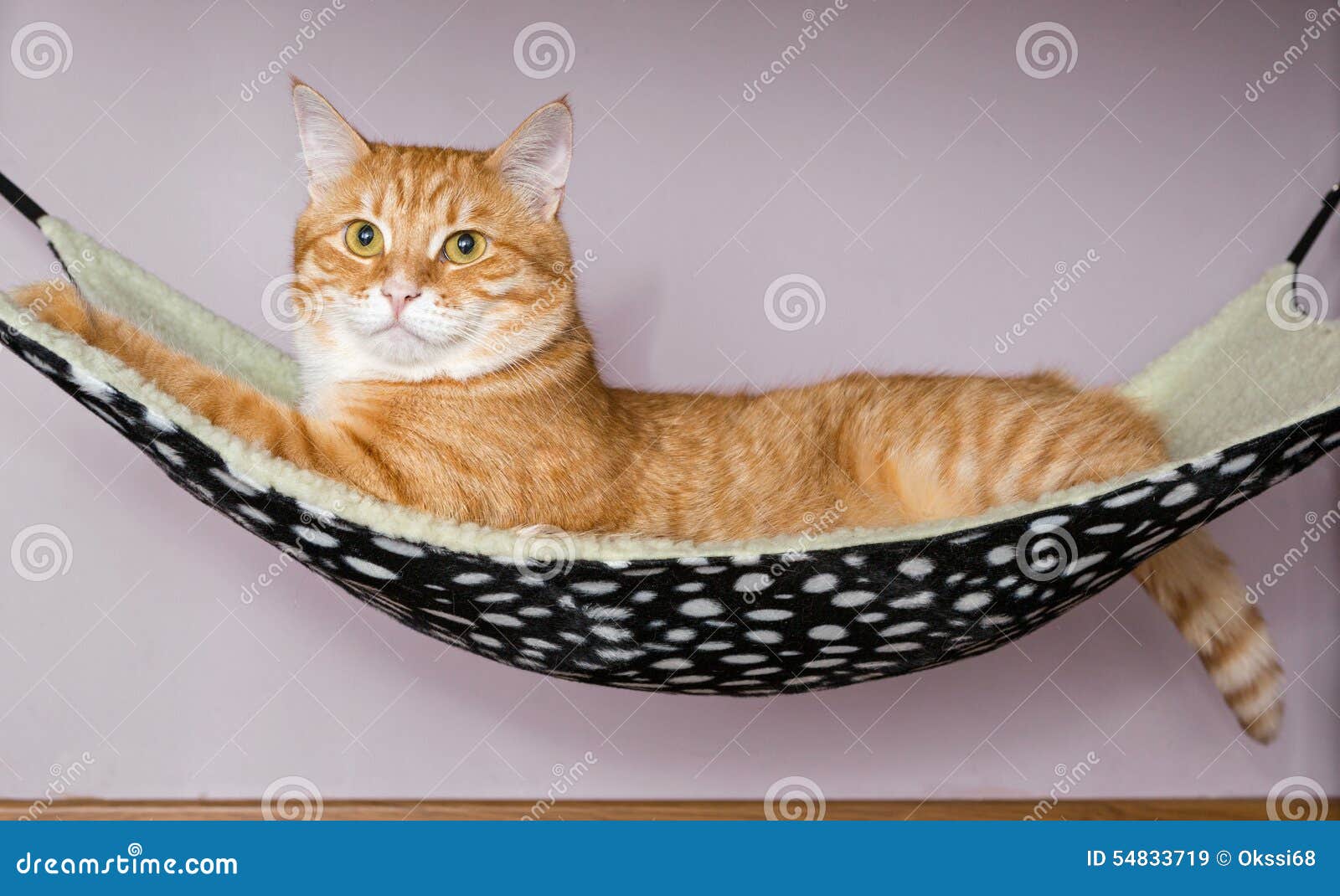 Red cat lying in a hammock stock image. Image of relaxation - 54833719
