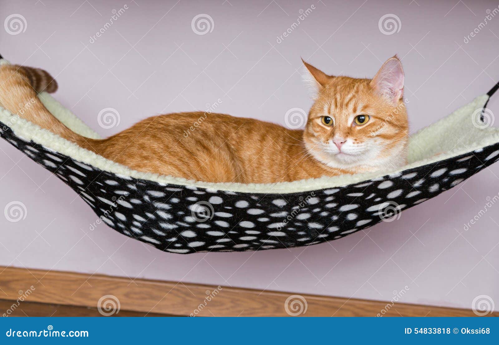 Red cat lying in a hammock stock photo. Image of beauty - 54833818