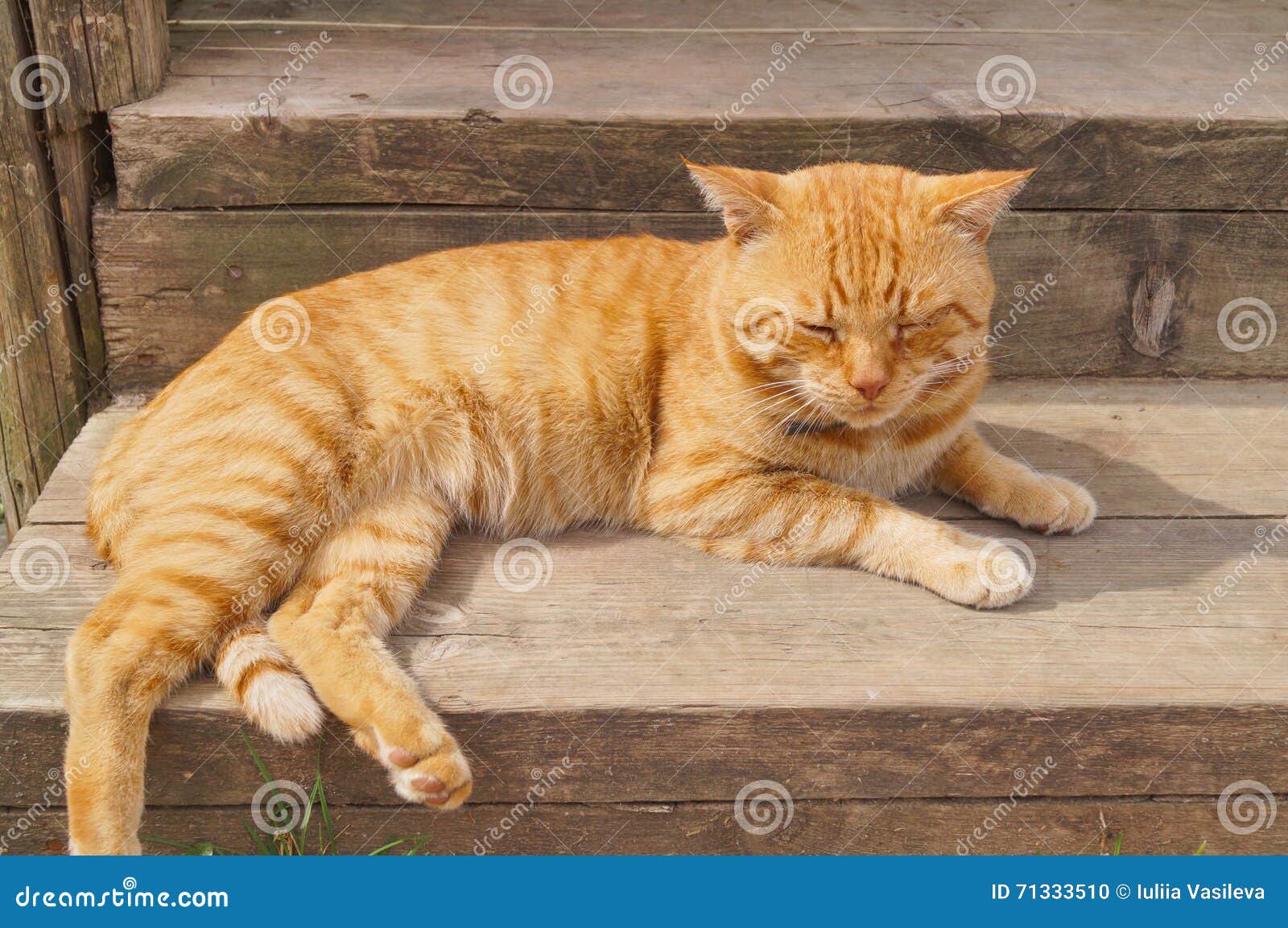 Red cat stock photo. Image of cute, laze, sleep, beautiful - 71333510