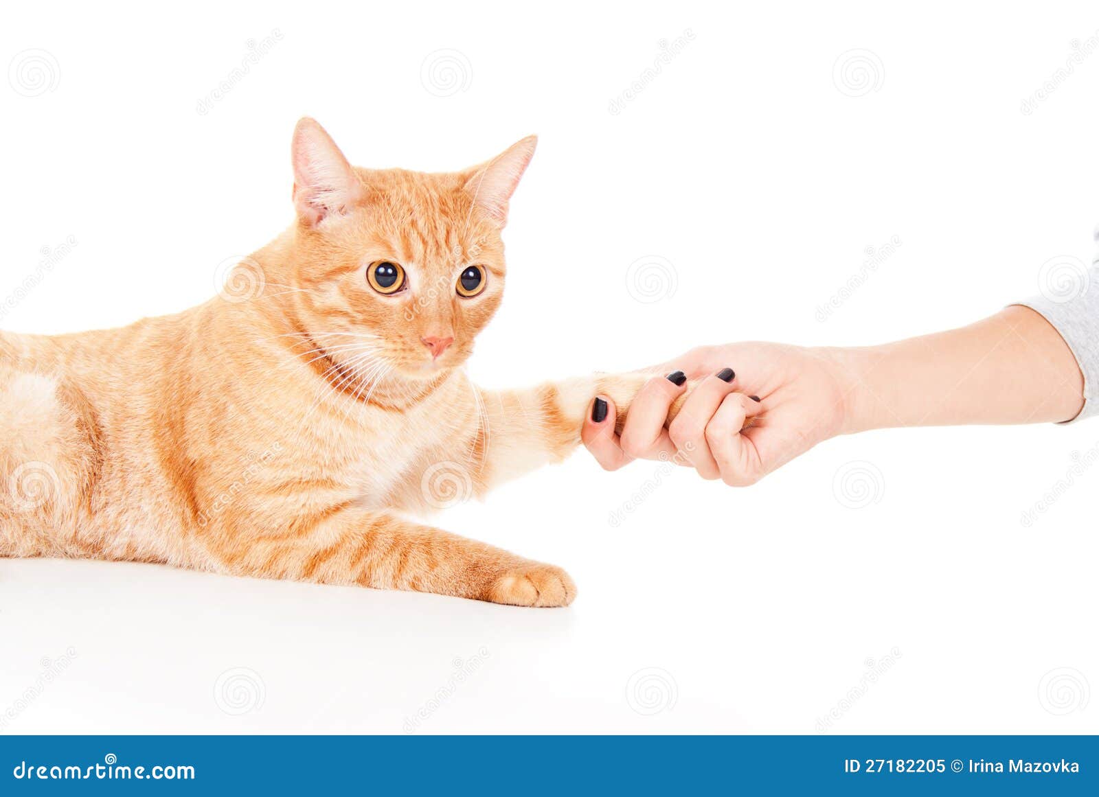 Red cat and a man s hand stock image. Image of color - 27182205