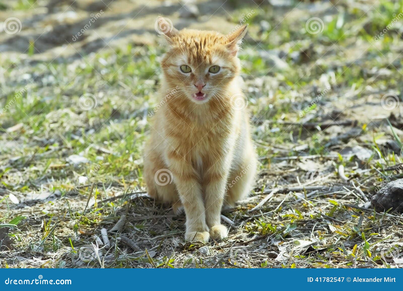 Red cat meow stock image. Image of catkin, cute, young - 41782547