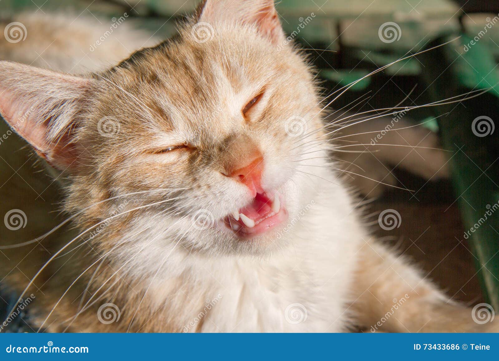 Red cat stock photo. Image of mysterious, yard, sunbathe - 73433686