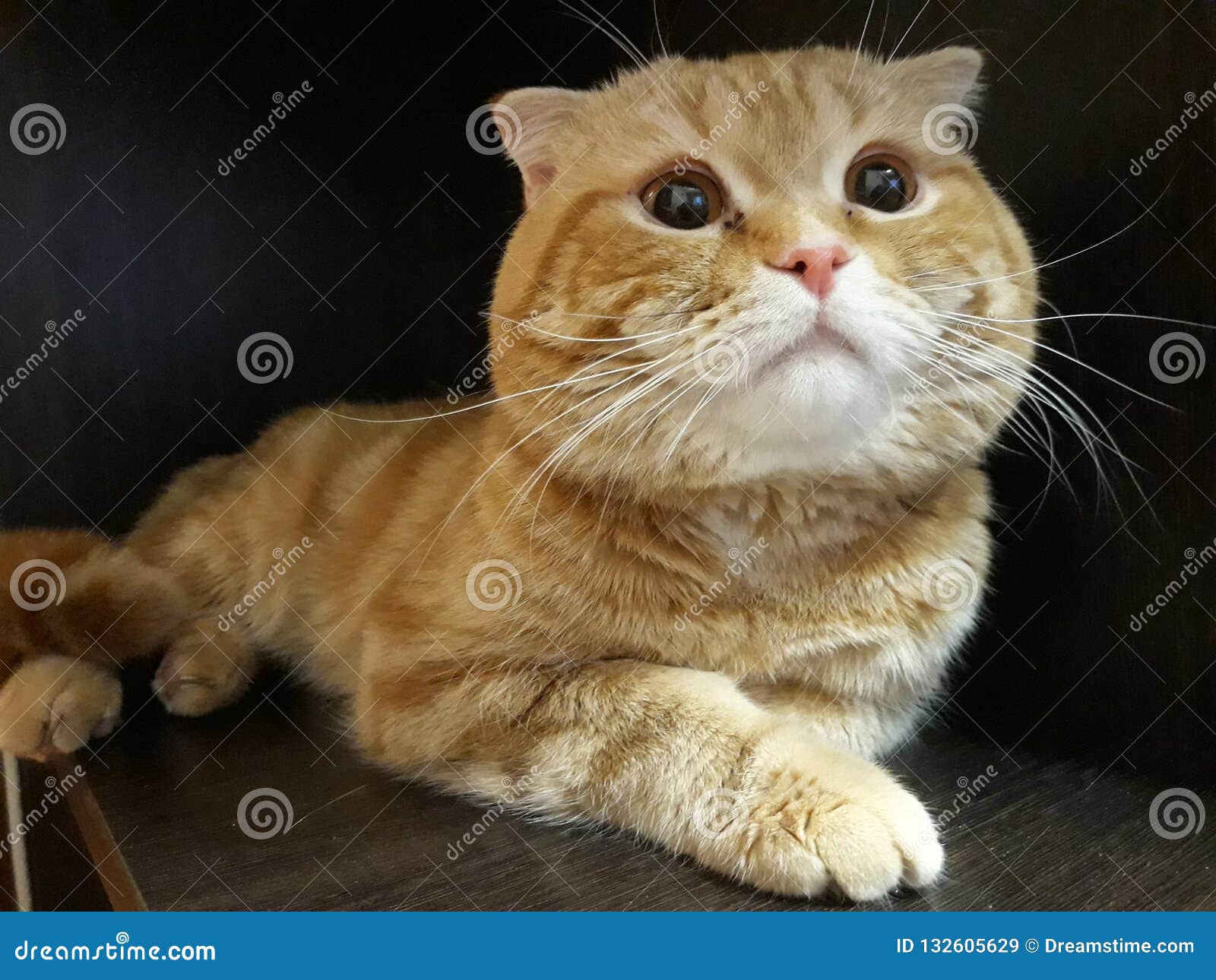 Red cat stock image. Image of eyes, animal, love - 132605629