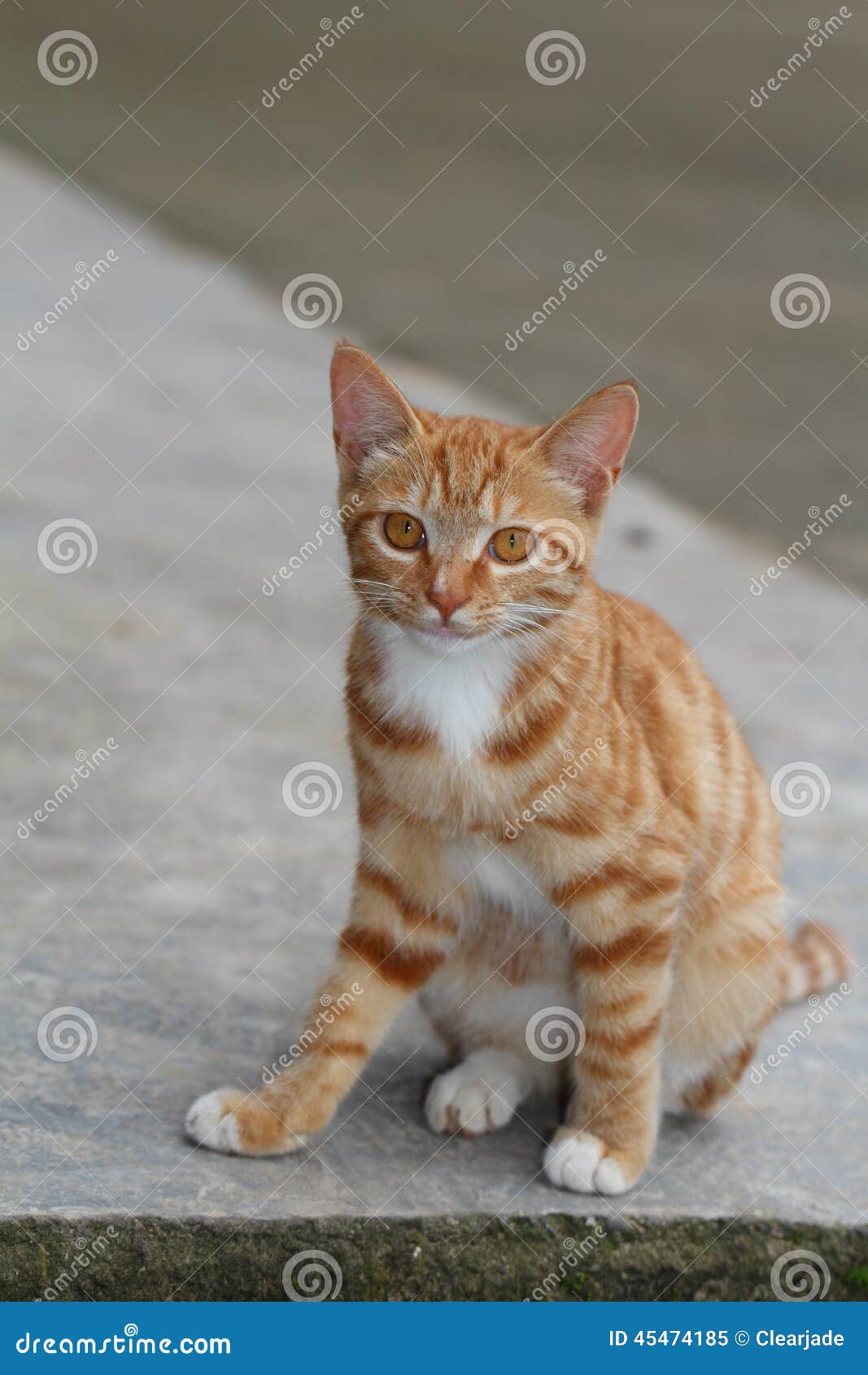 Red cat stock image. Image of little, face, charming - 45474185