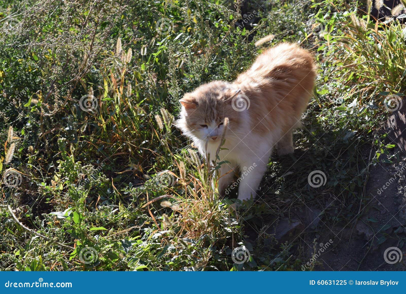 Red cat stock image. Image of tracks, fall, twig, nature - 60631225