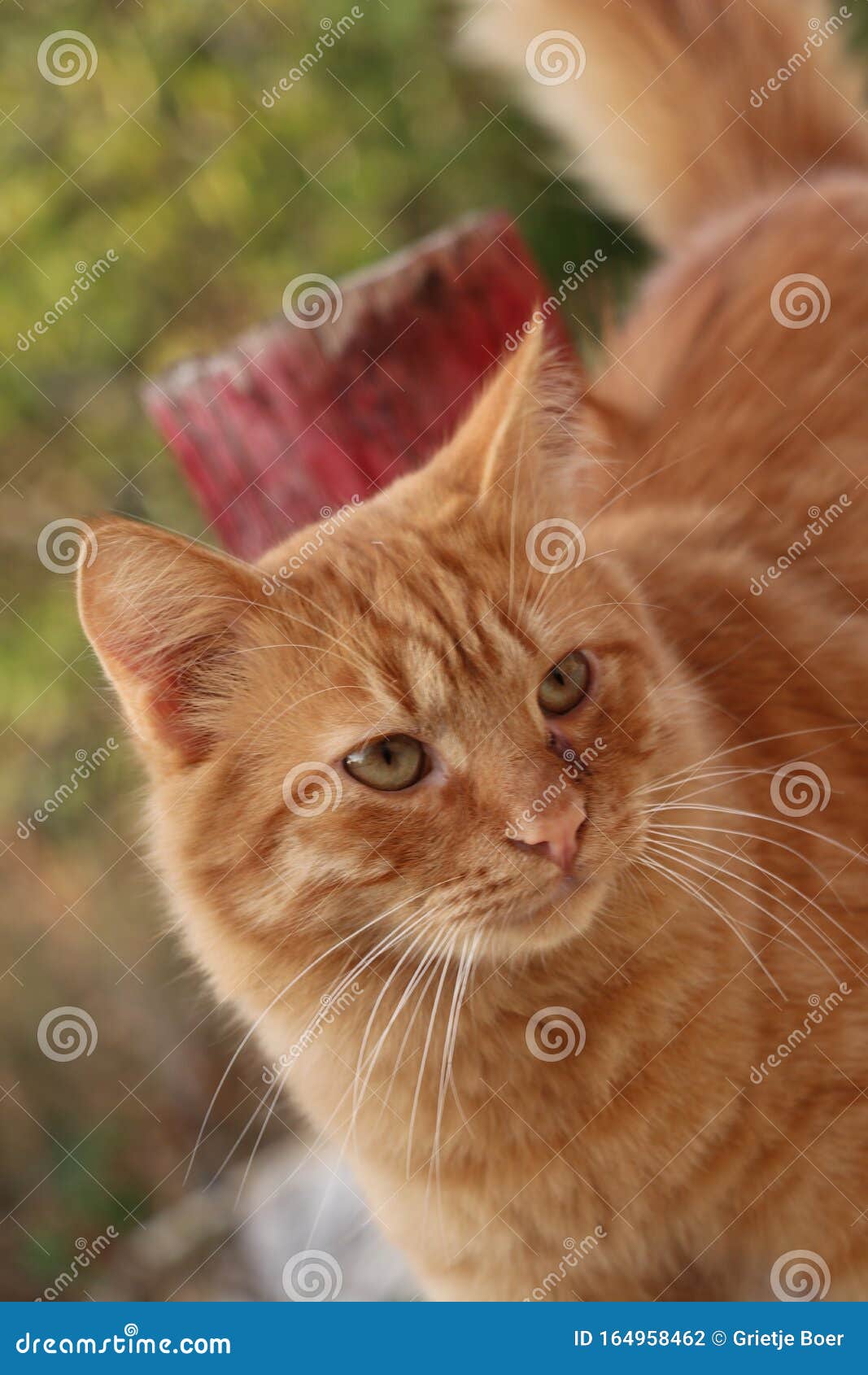 Red cat in Paphos, Cyprus stock photo. Image of whiskers - 164958462