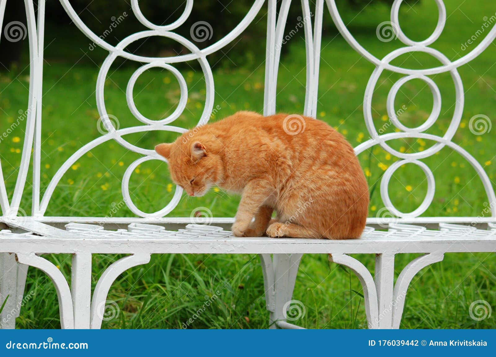 Red cat on a park bench stock photo. Image of looking - 176039442