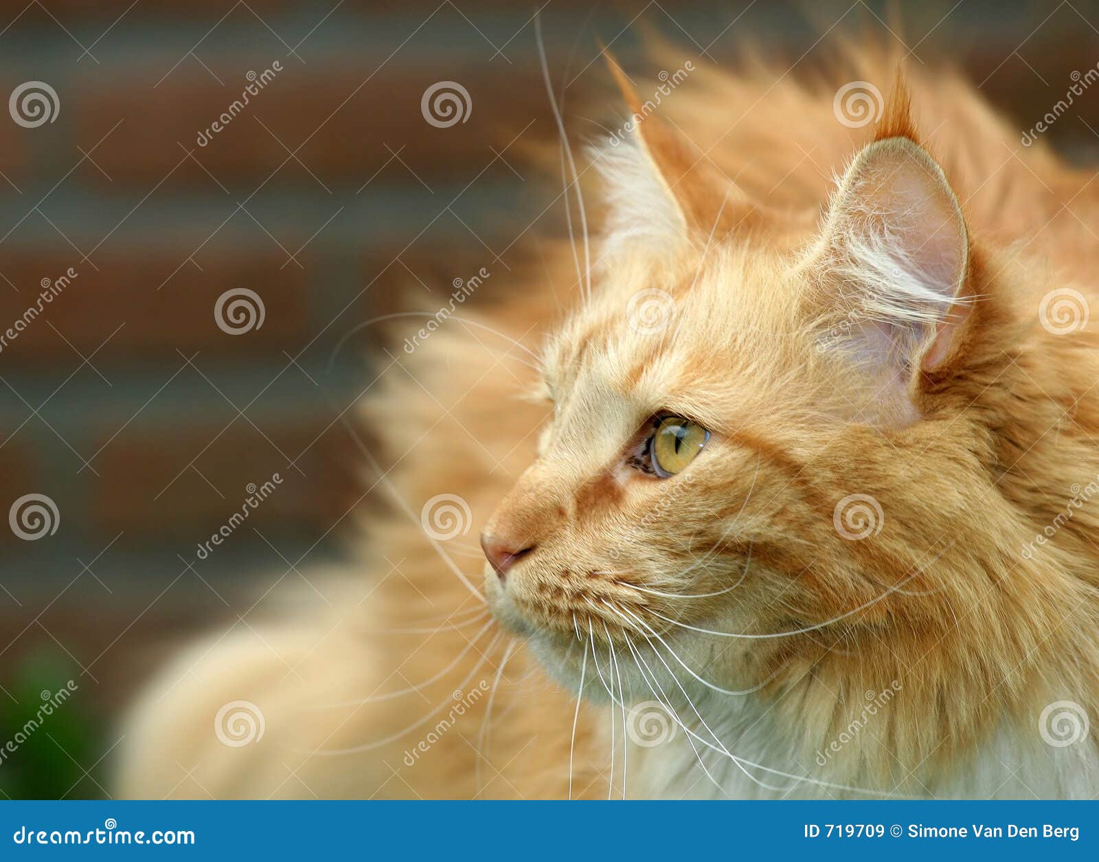 Red cat paying attention stock image. Image of hair, cats - 719709