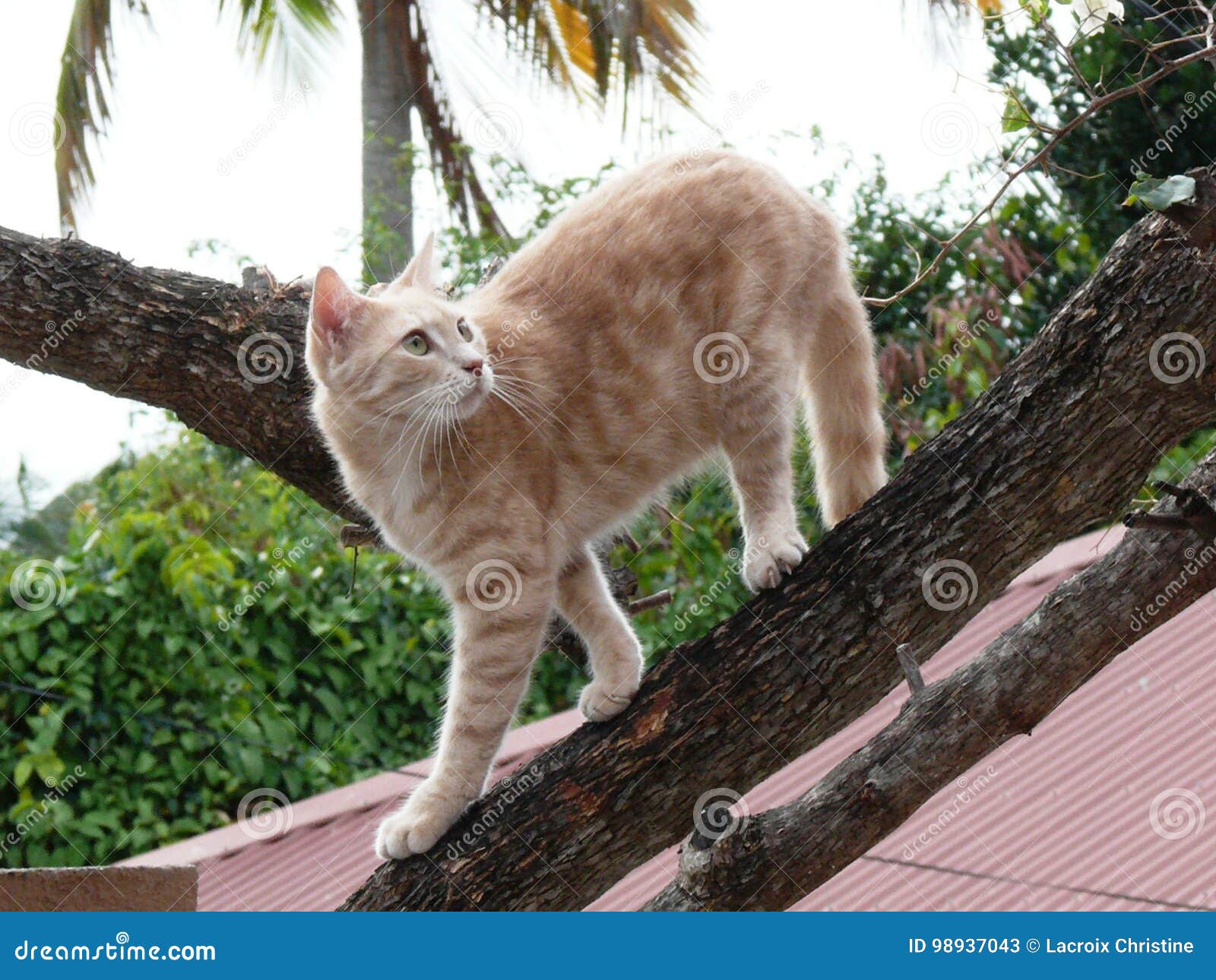 Red cat perched stock image. Image of island, closeup - 98937043