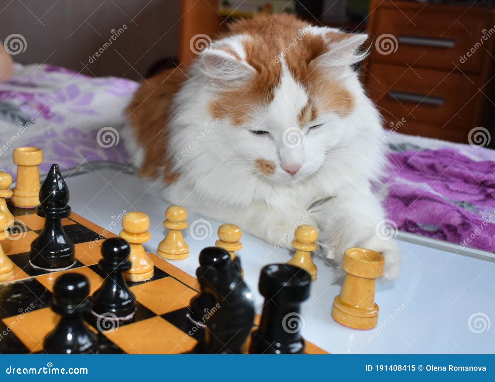 Red Cat Playing Chess, Pieces on the Board Stock Image - Image of move ...