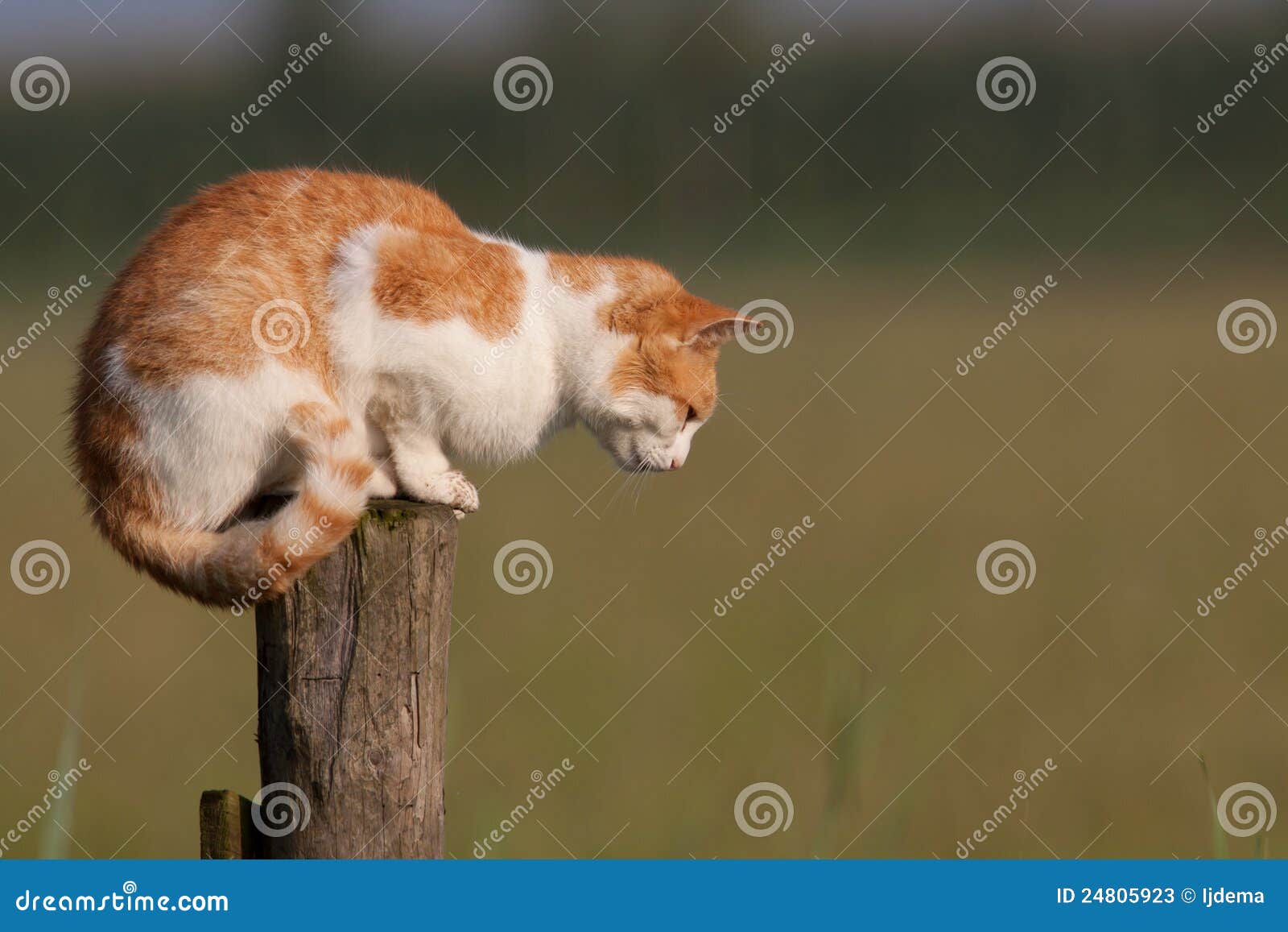 Red cat on a pole stock image. Image of cute, kitty, animal - 24805923