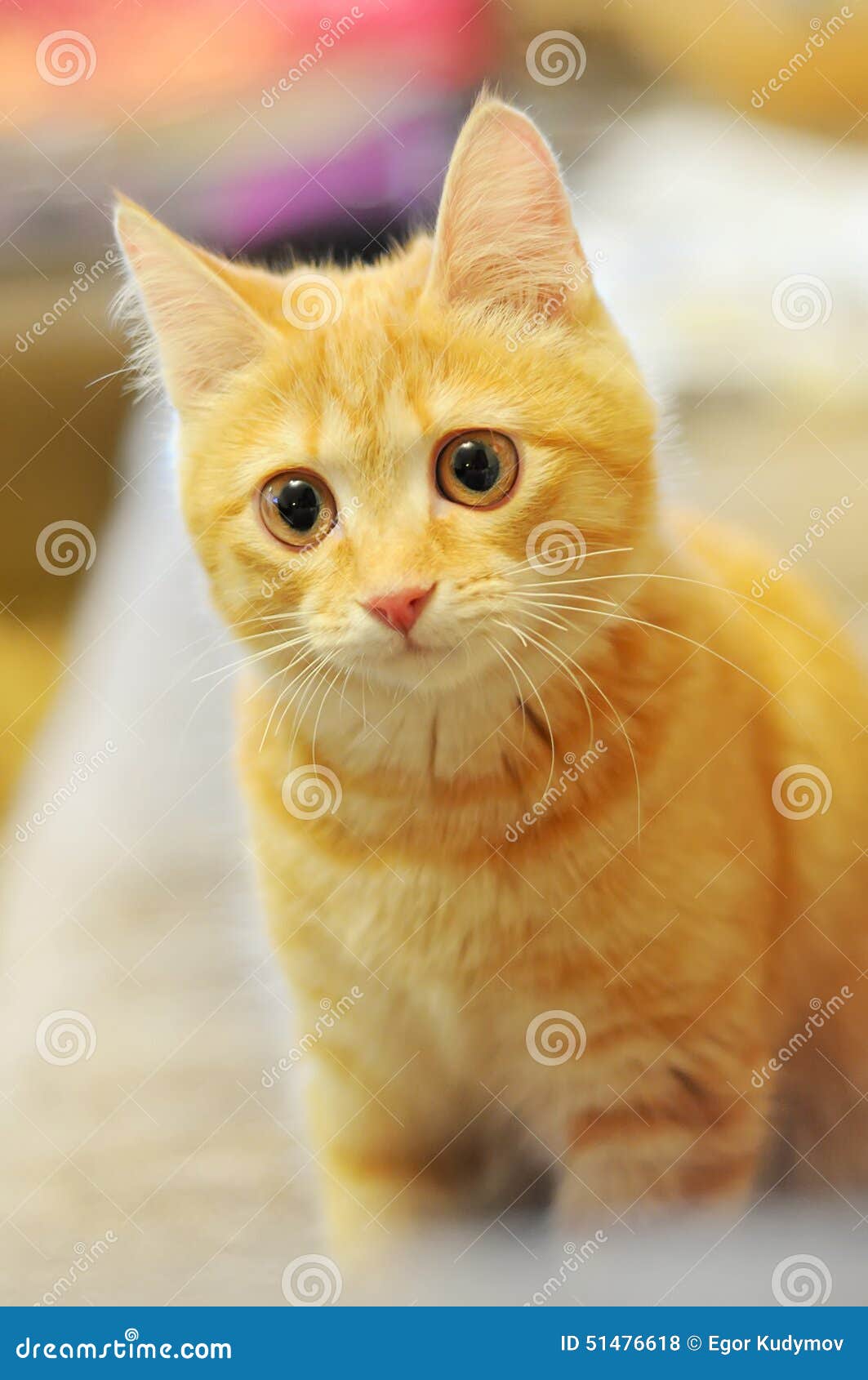 Red cat stock photo. Image of whisker, nice, furry, feline - 51476618