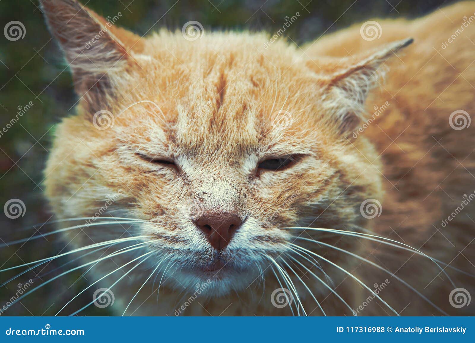 Red cat portrait stock photo. Image of funny, green - 117316988