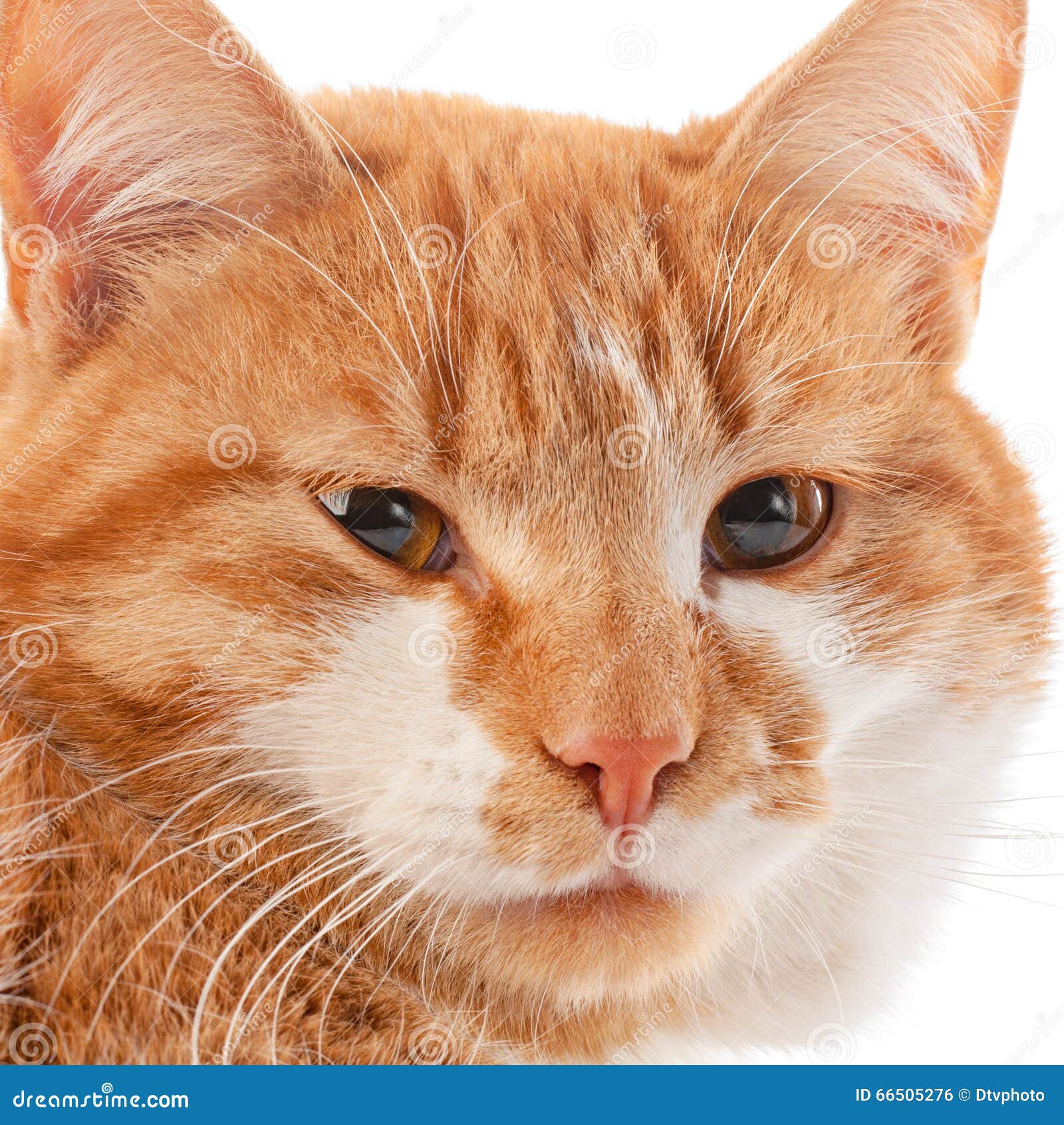 Red cat stock photo. Image of domestic, cute, looking - 66505276