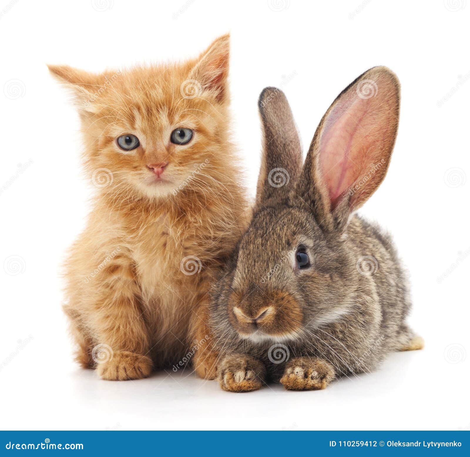 Rabbit Cat Mix