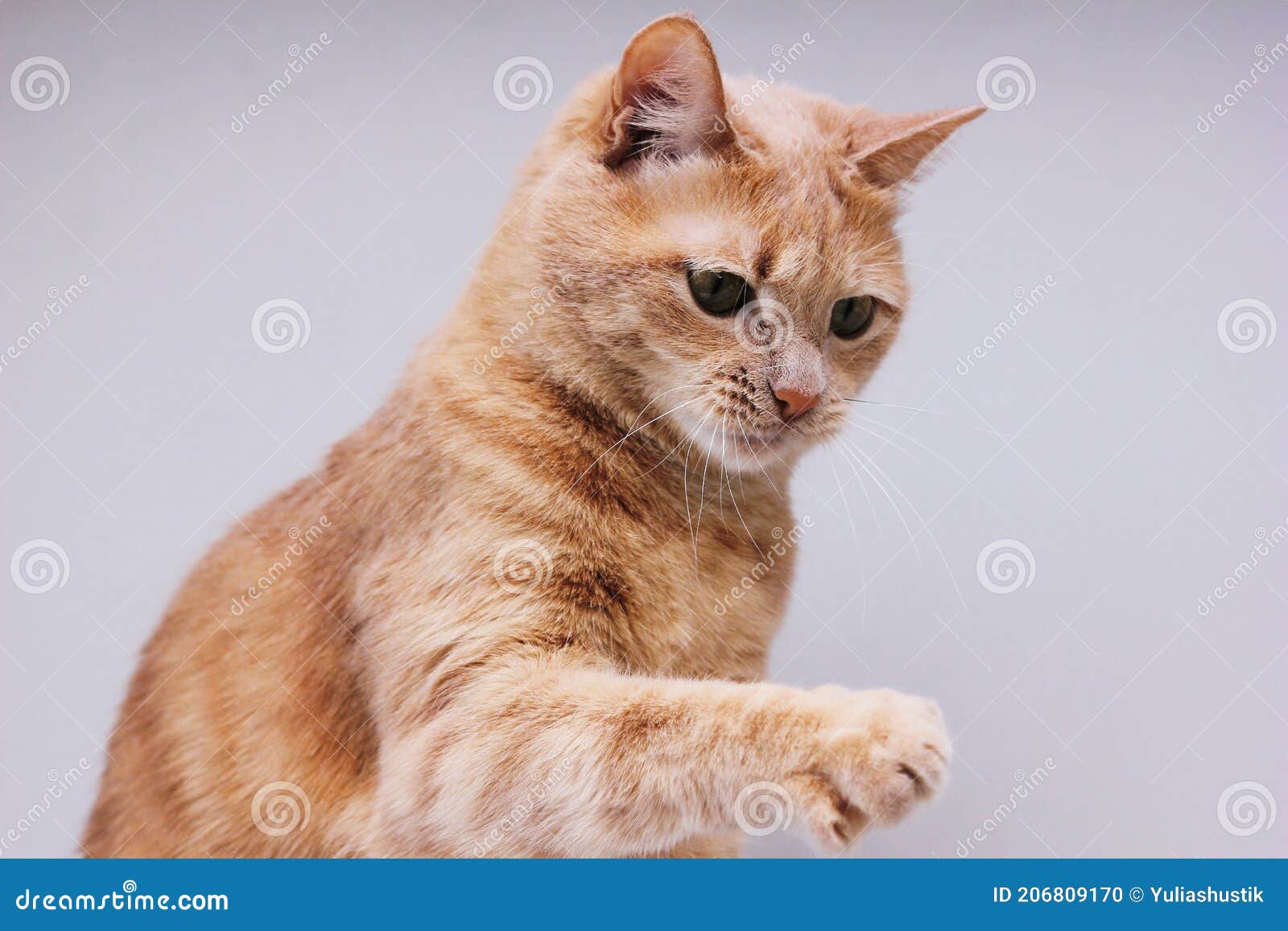 Red Cat with Raised Paw. Isolated Cat Stock Photo - Image of animal ...