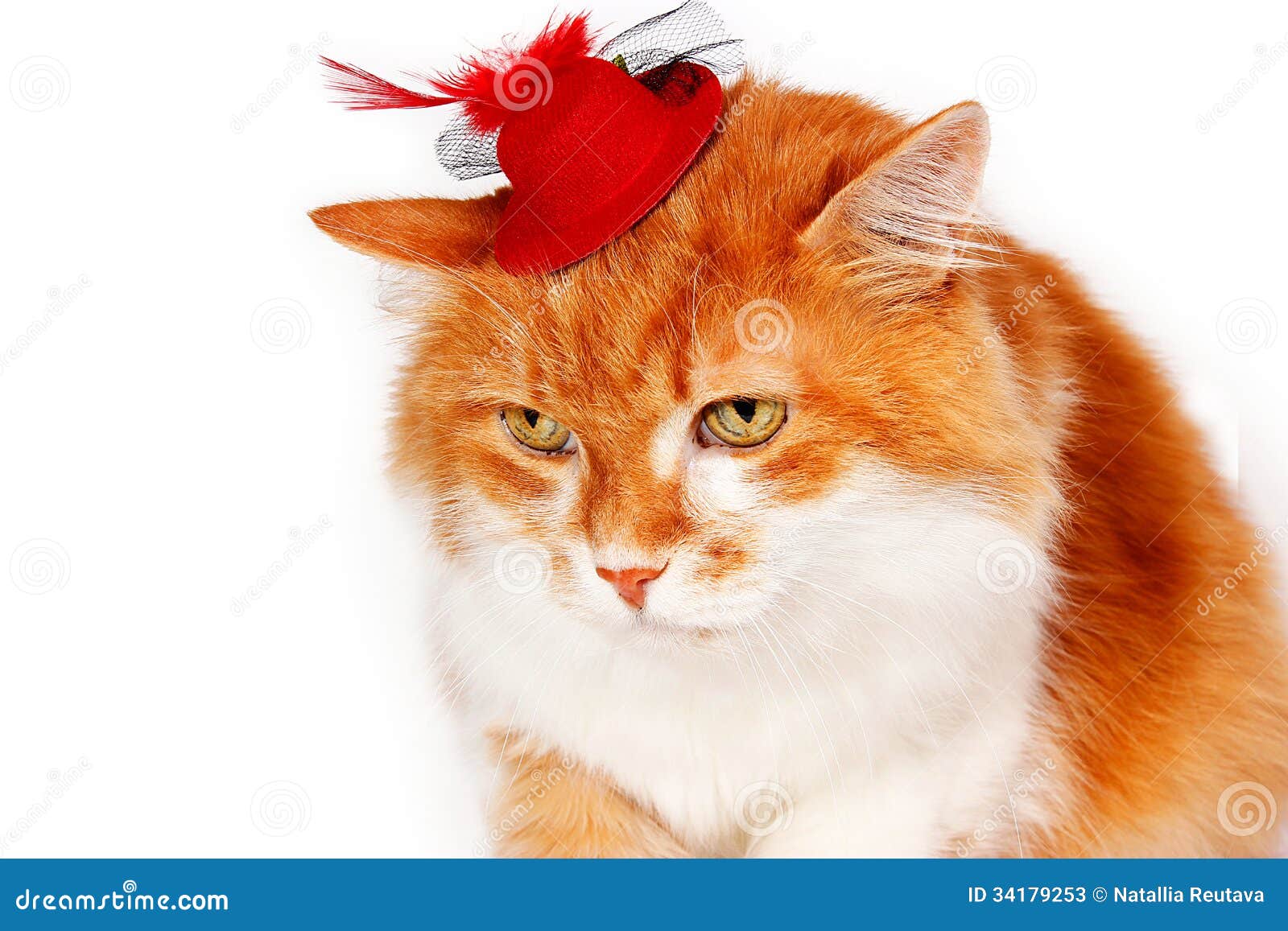 Red Cat in Red Hat with Plumage Stock Image - Image of animals, cute ...