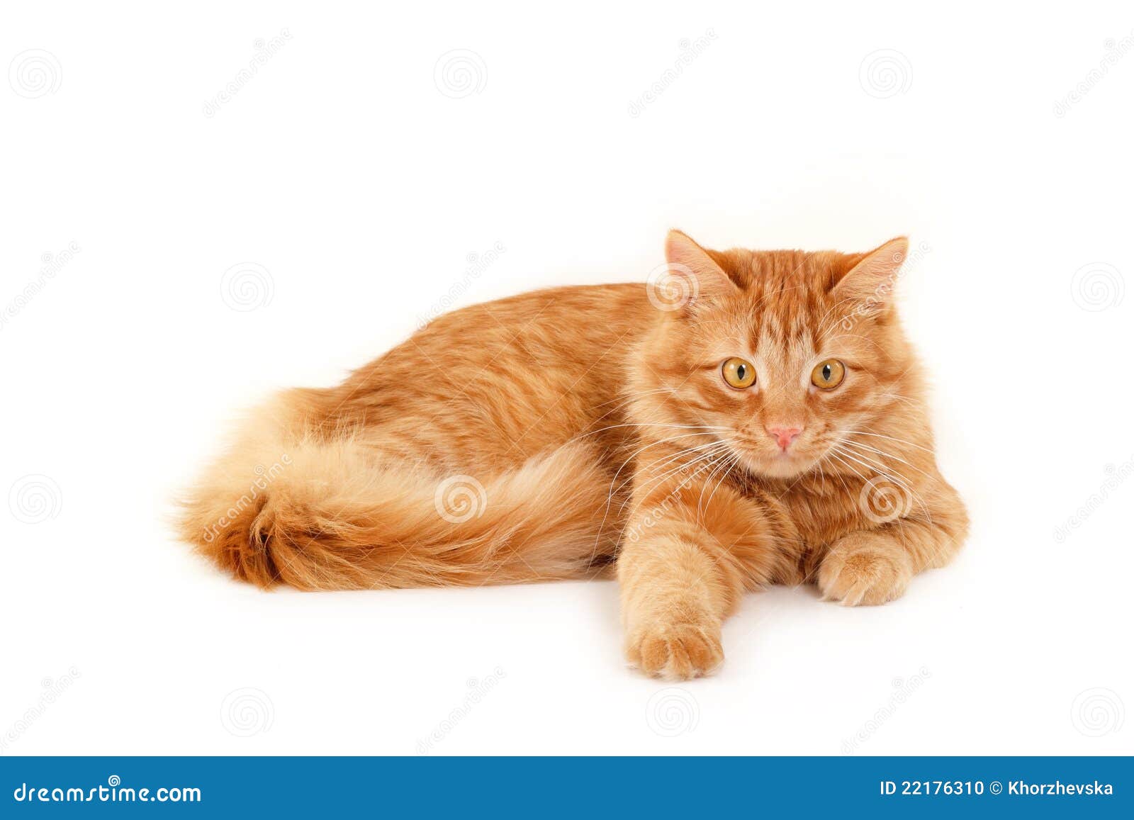 Red cat resting stock photo. Image of adorable, animal - 22176310