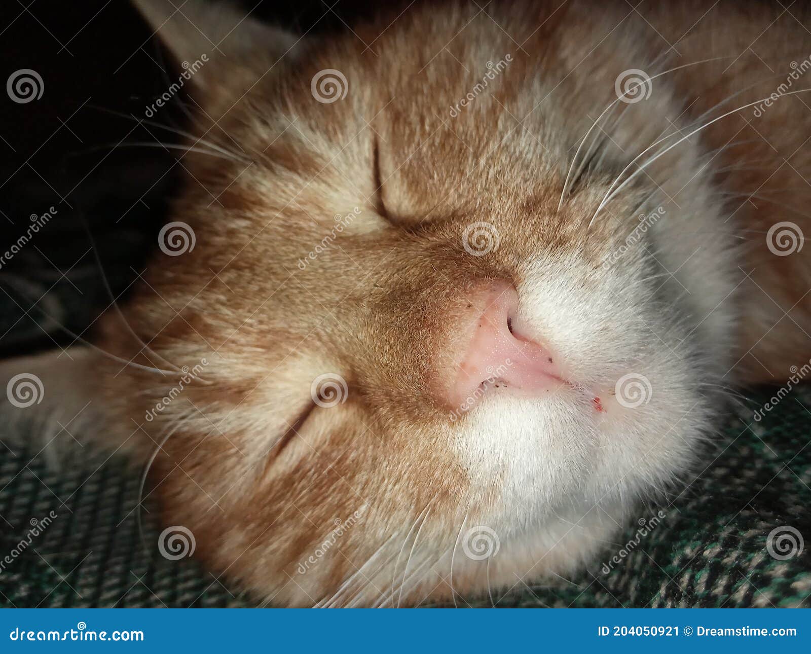 Red Cat Resting on the Couch Stock Image - Image of mimimi, resting ...