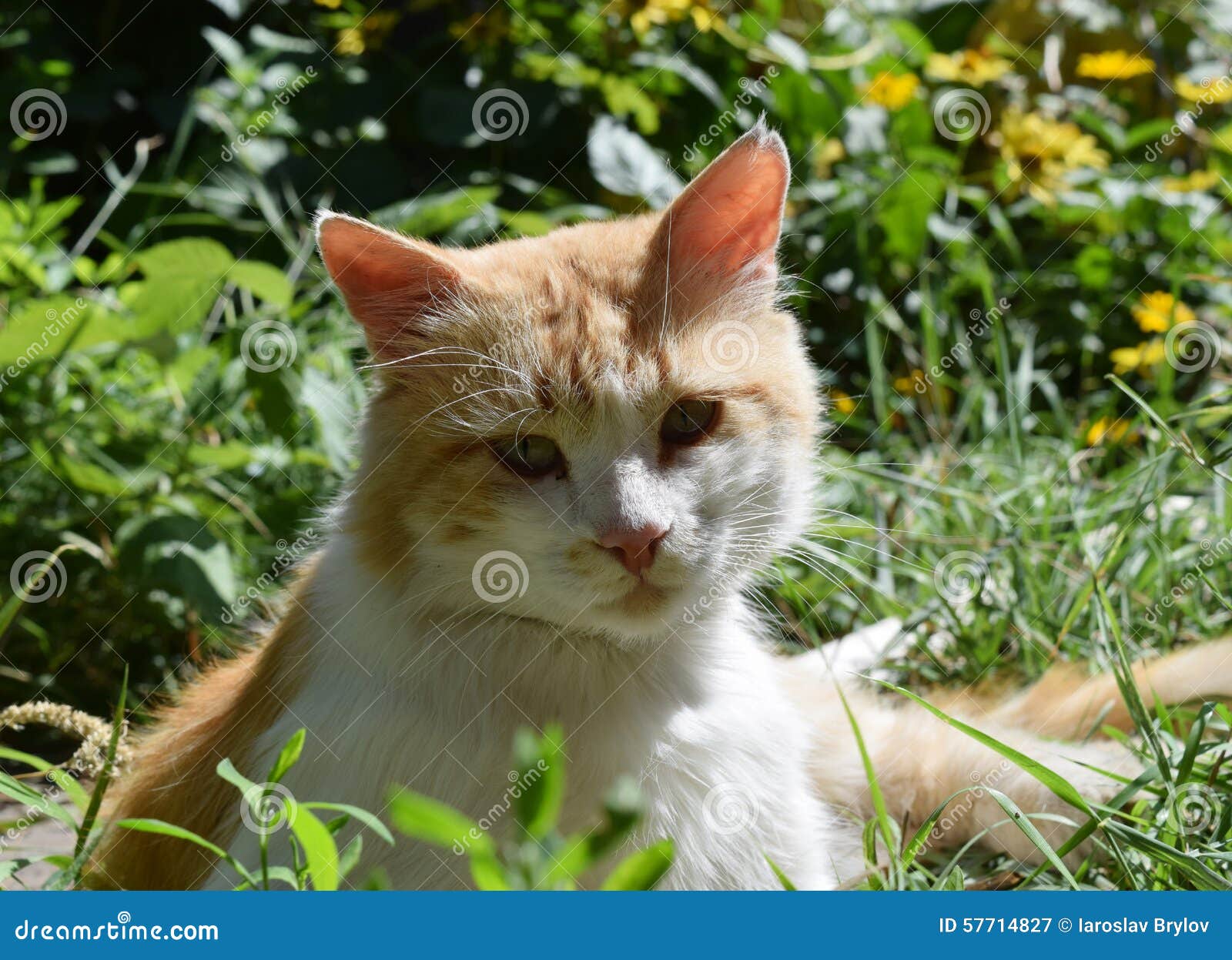 Red cat stock image. Image of orange, rest, horizontal - 57714827