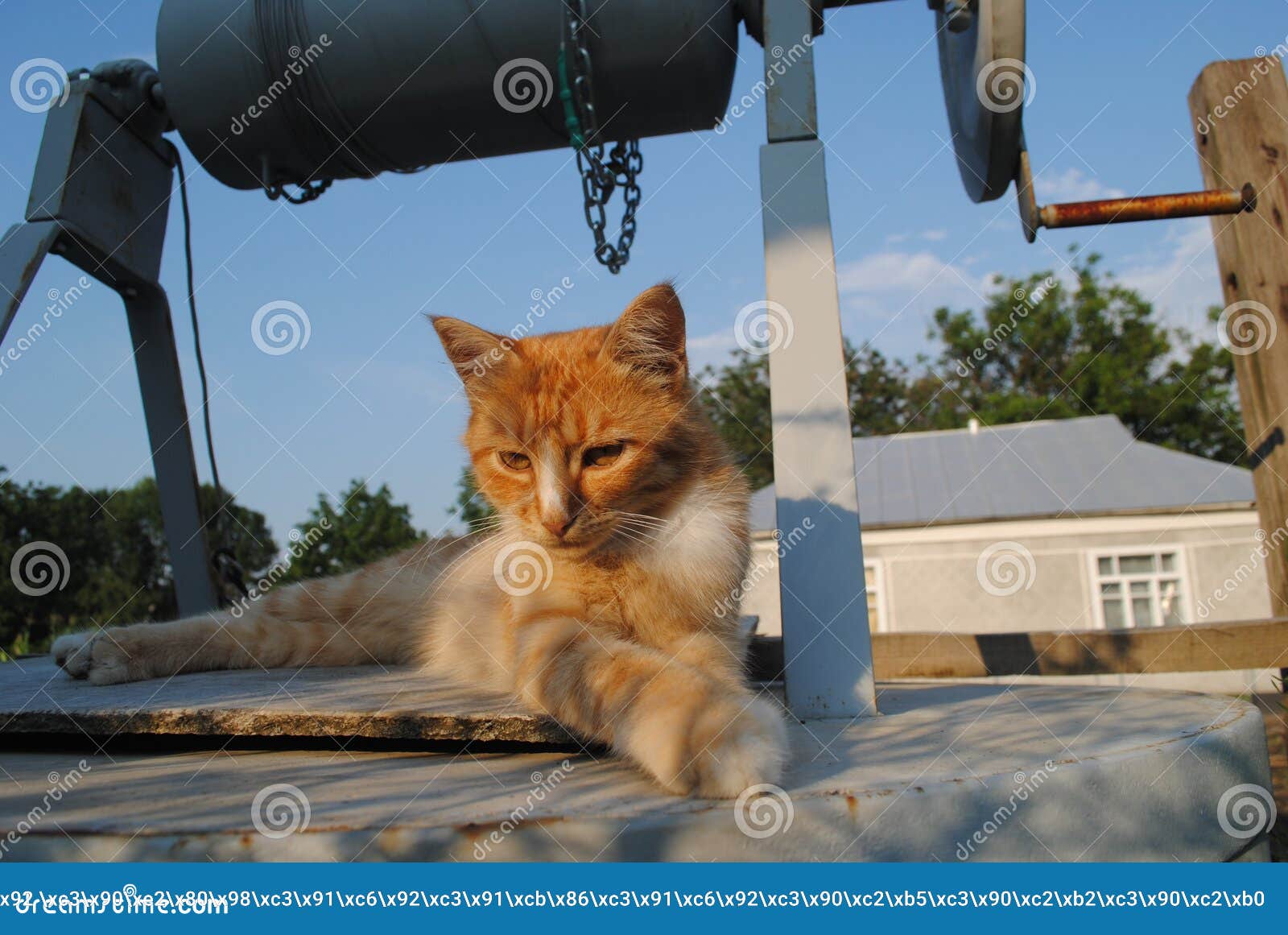 Red Cat is Resting on the Well Stock Image - Image of summer, guest ...