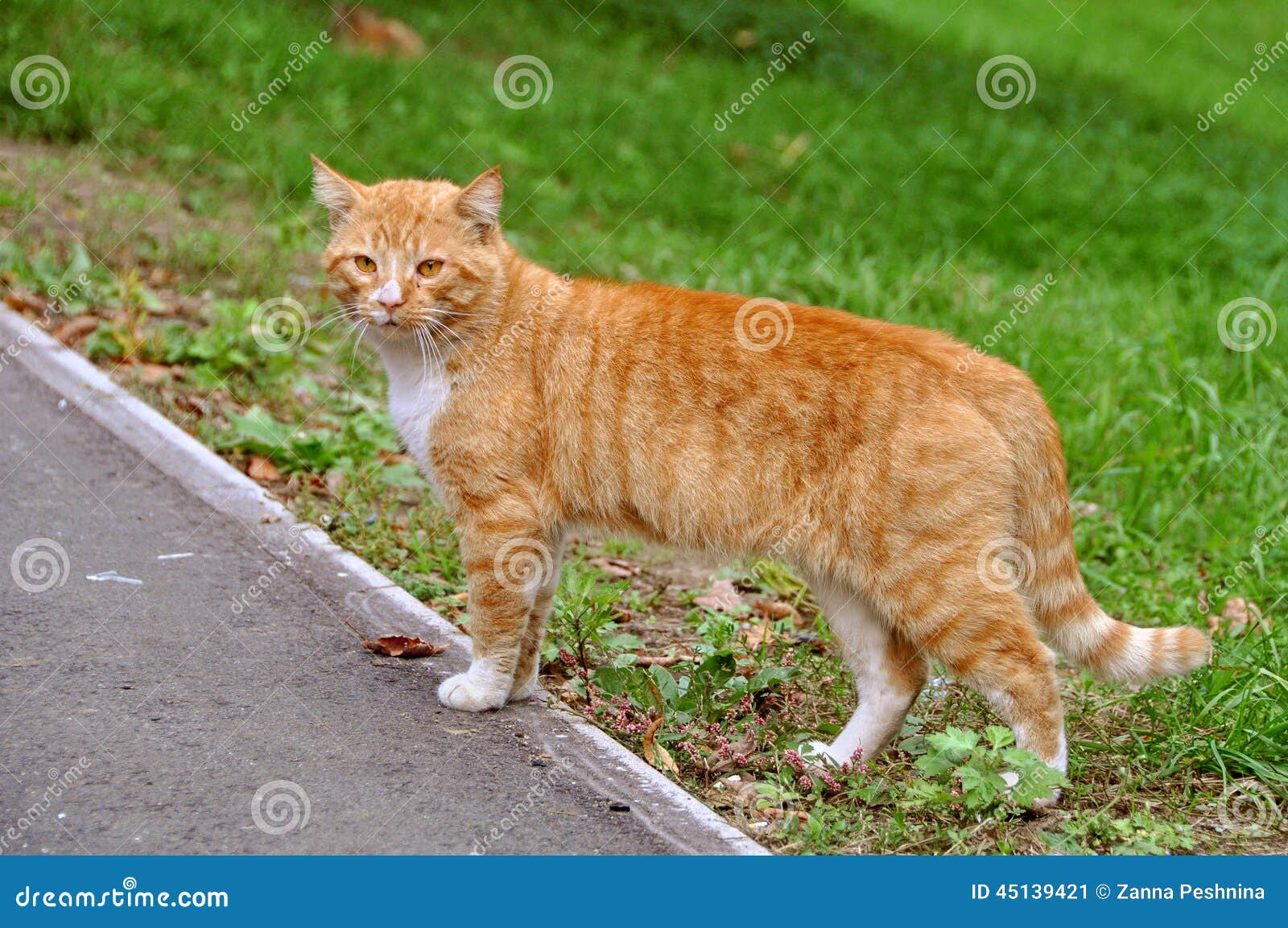 Red cat on the road stock image. Image of cute, animal - 45139421