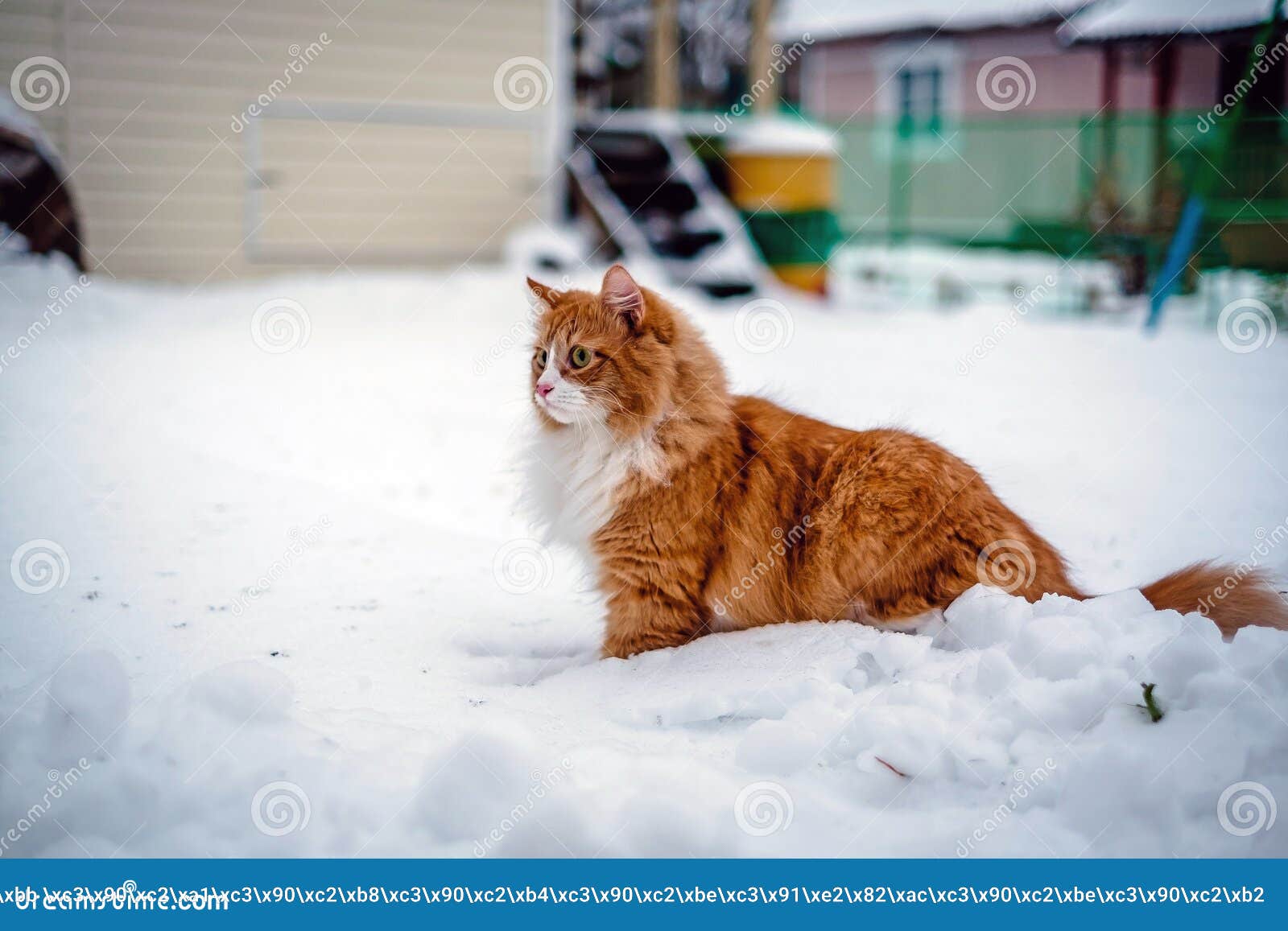 Red Cat Running through the Snow Stock Image - Image of look, portrait ...