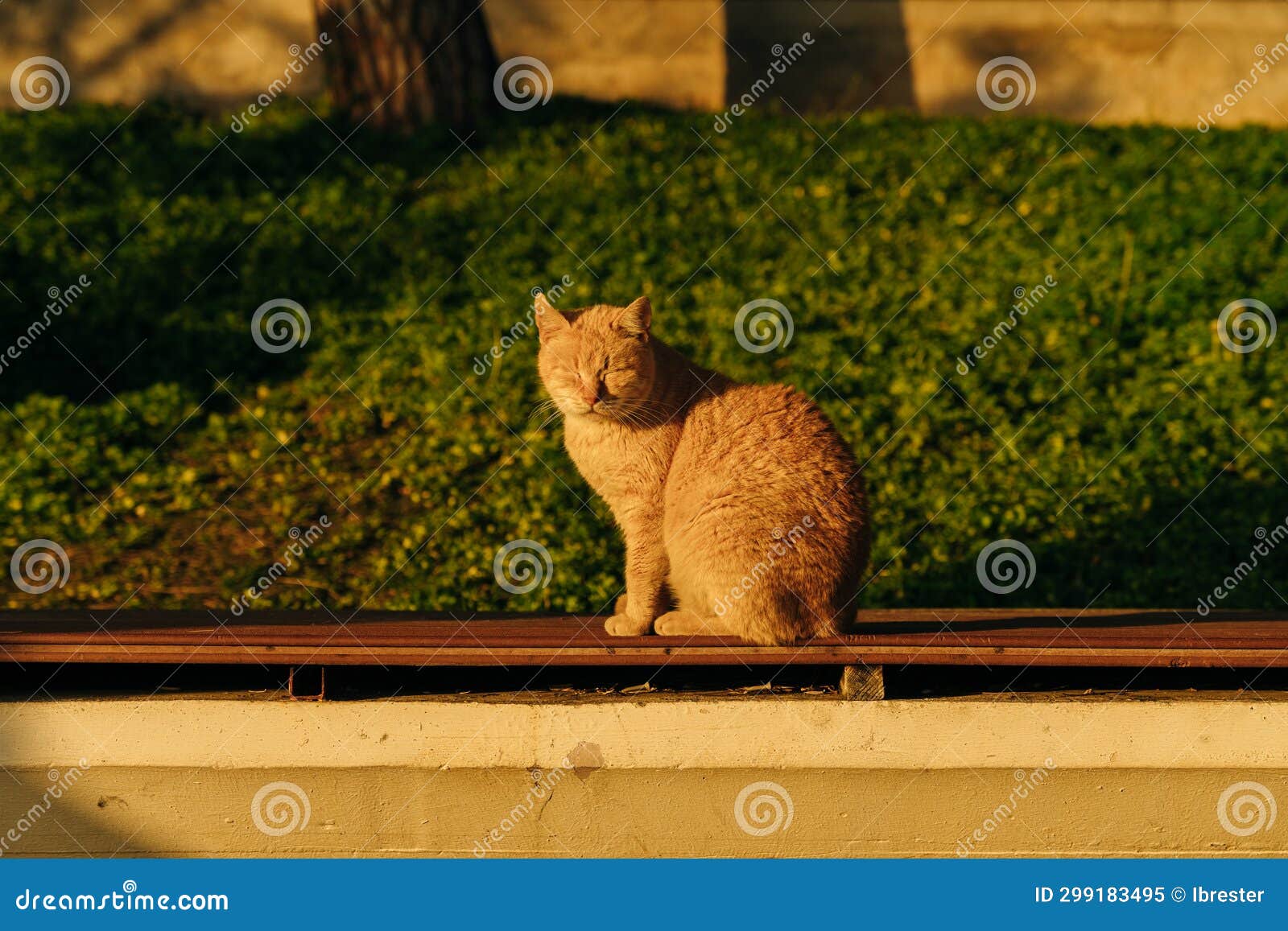 Red cat rustles at sunset stock image. Image of adorable - 299183495