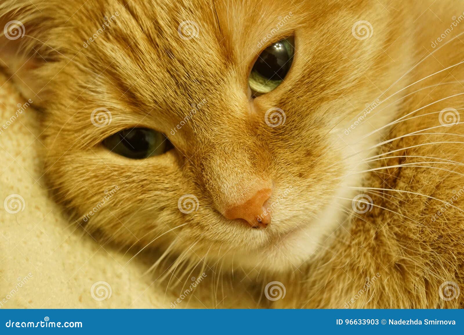 Red cat stock image. Image of love, loveliness, pets - 96633903