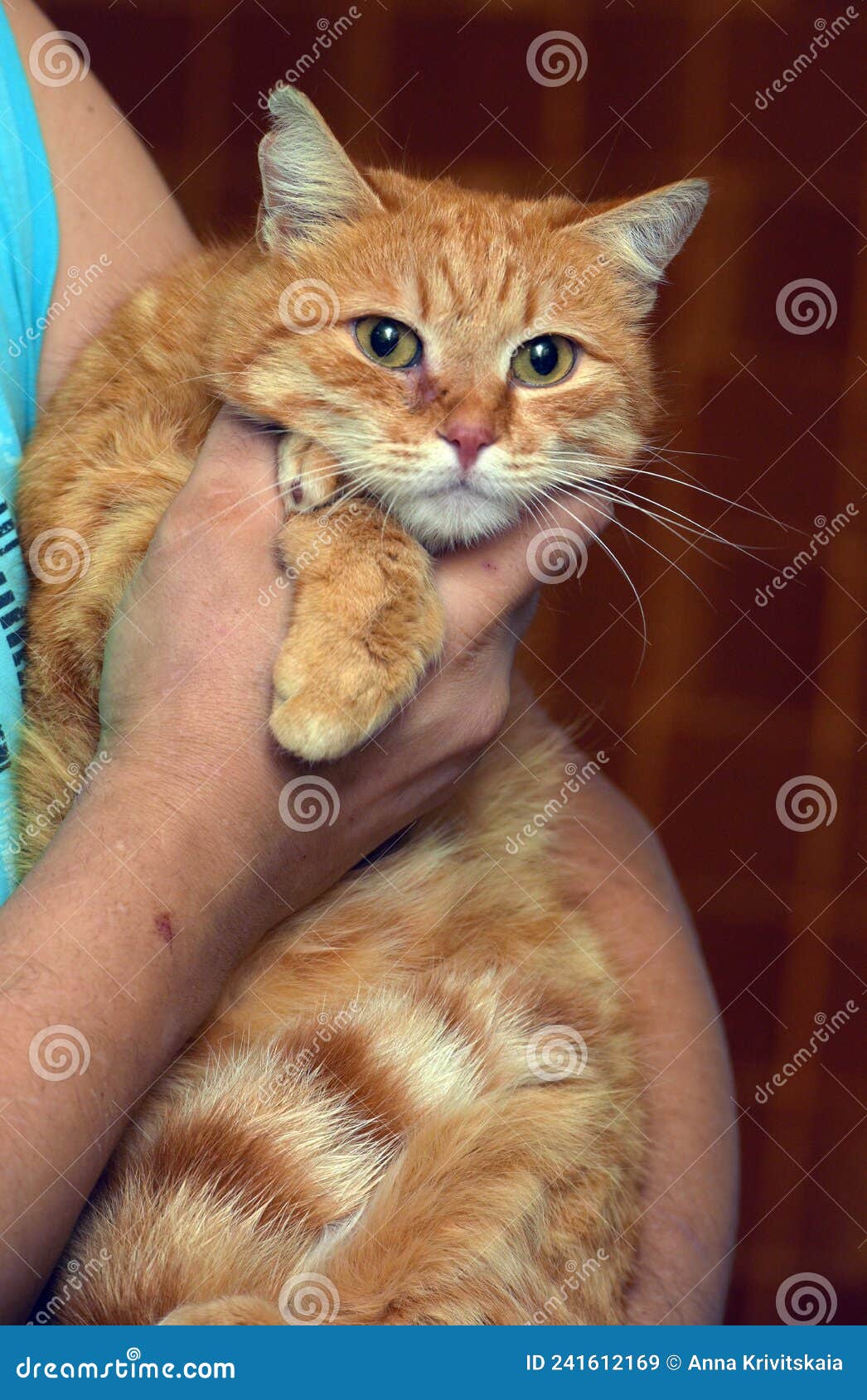 Cat with a Sad Look on Her Hands Stock Image - Image of nature, feline ...