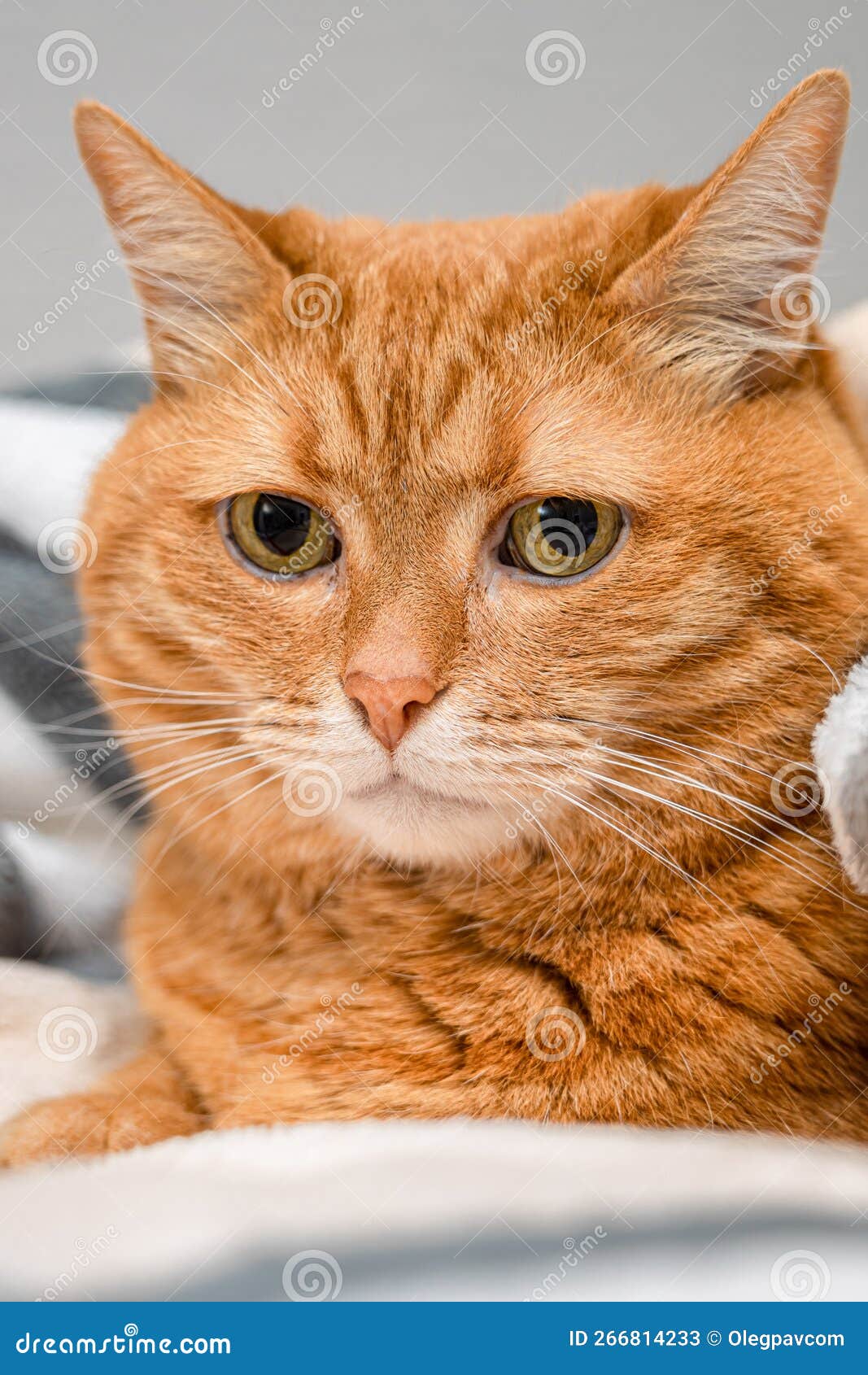 Red Cat with a Sad Look Shot Close-up Stock Image - Image of mustache ...