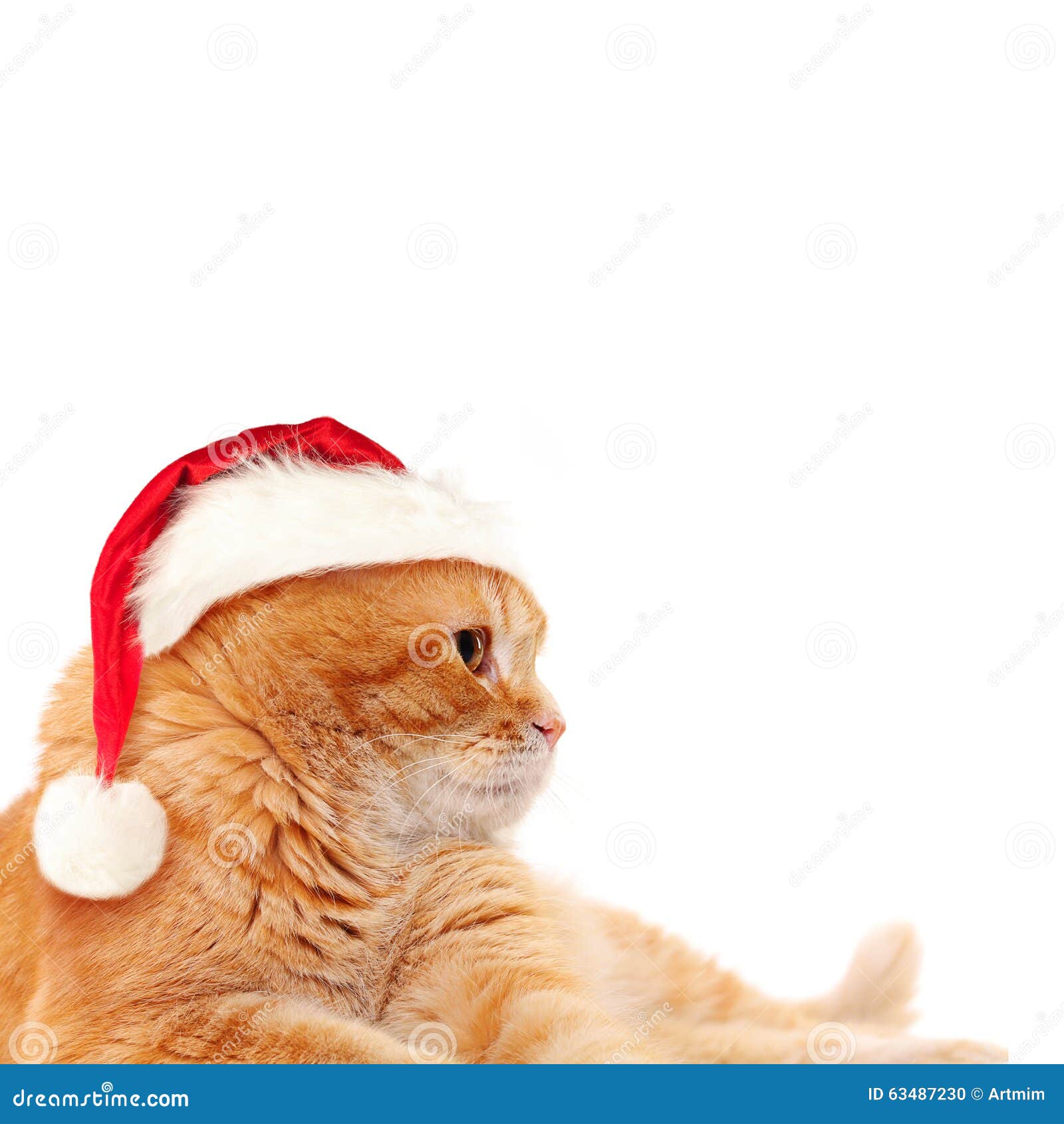 Red Cat in Santa Hat. Christmas Concept Stock Photo - Image of sitting ...
