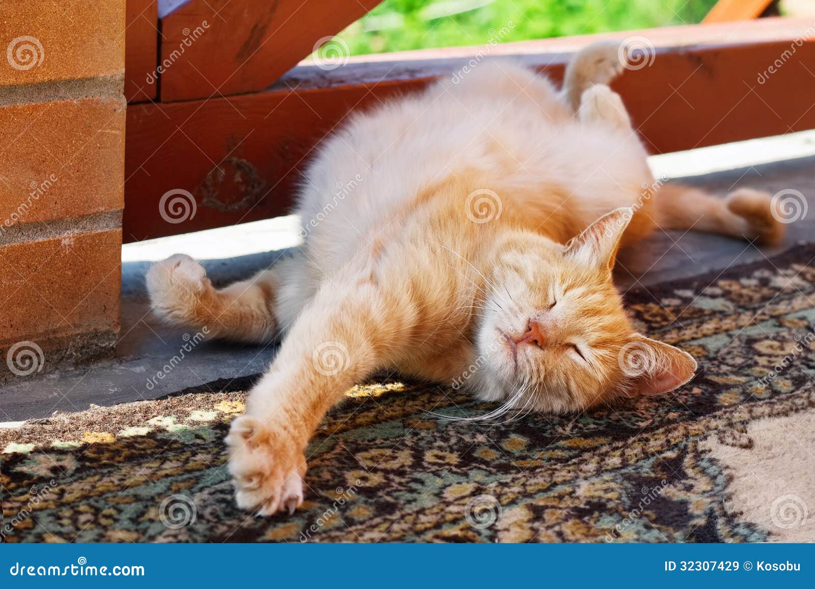 Red cat scratching himself stock image. Image of hair - 32307429