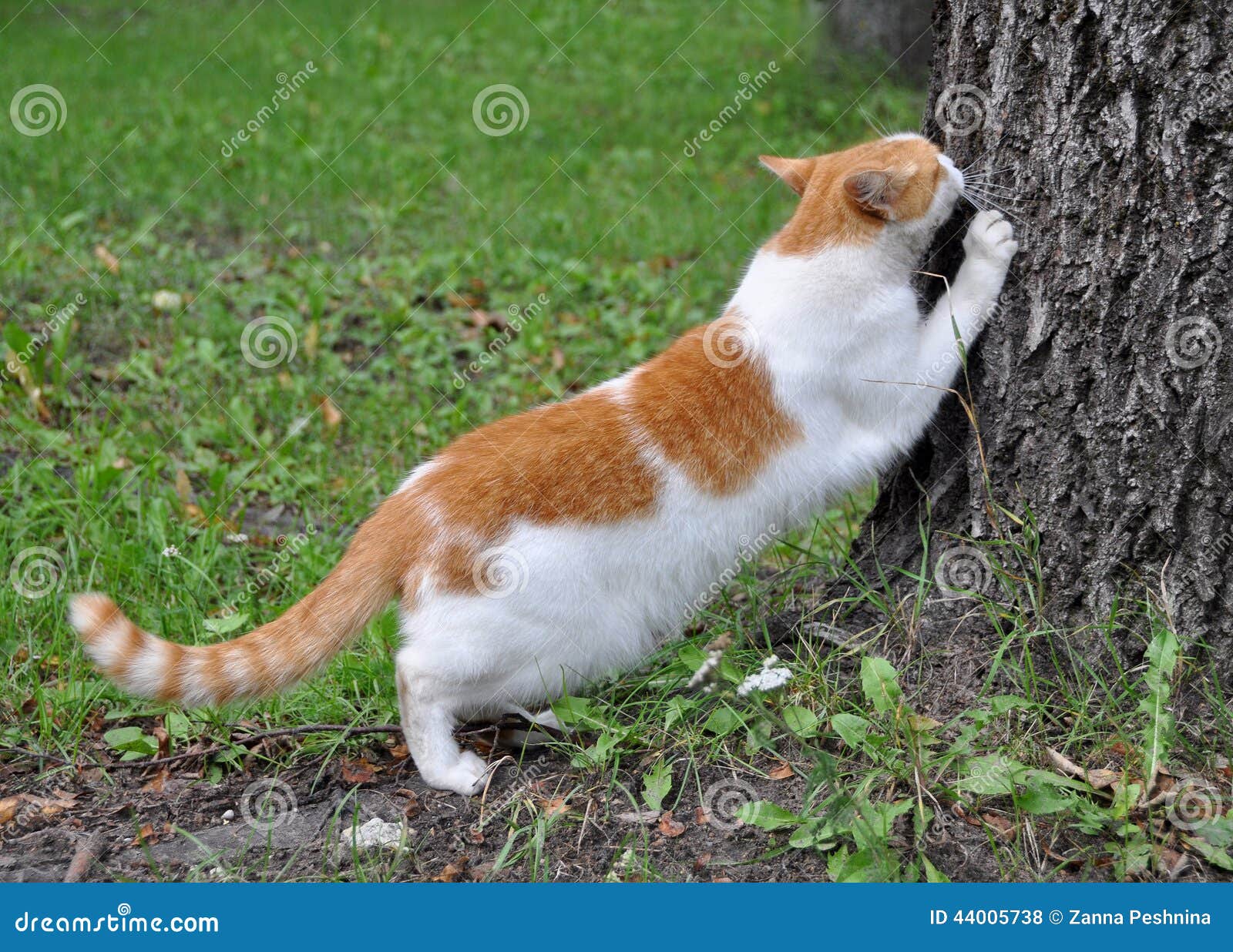 Red Cat Scratching Nails on Tree Stock Photo - Image of adorable, kitty ...