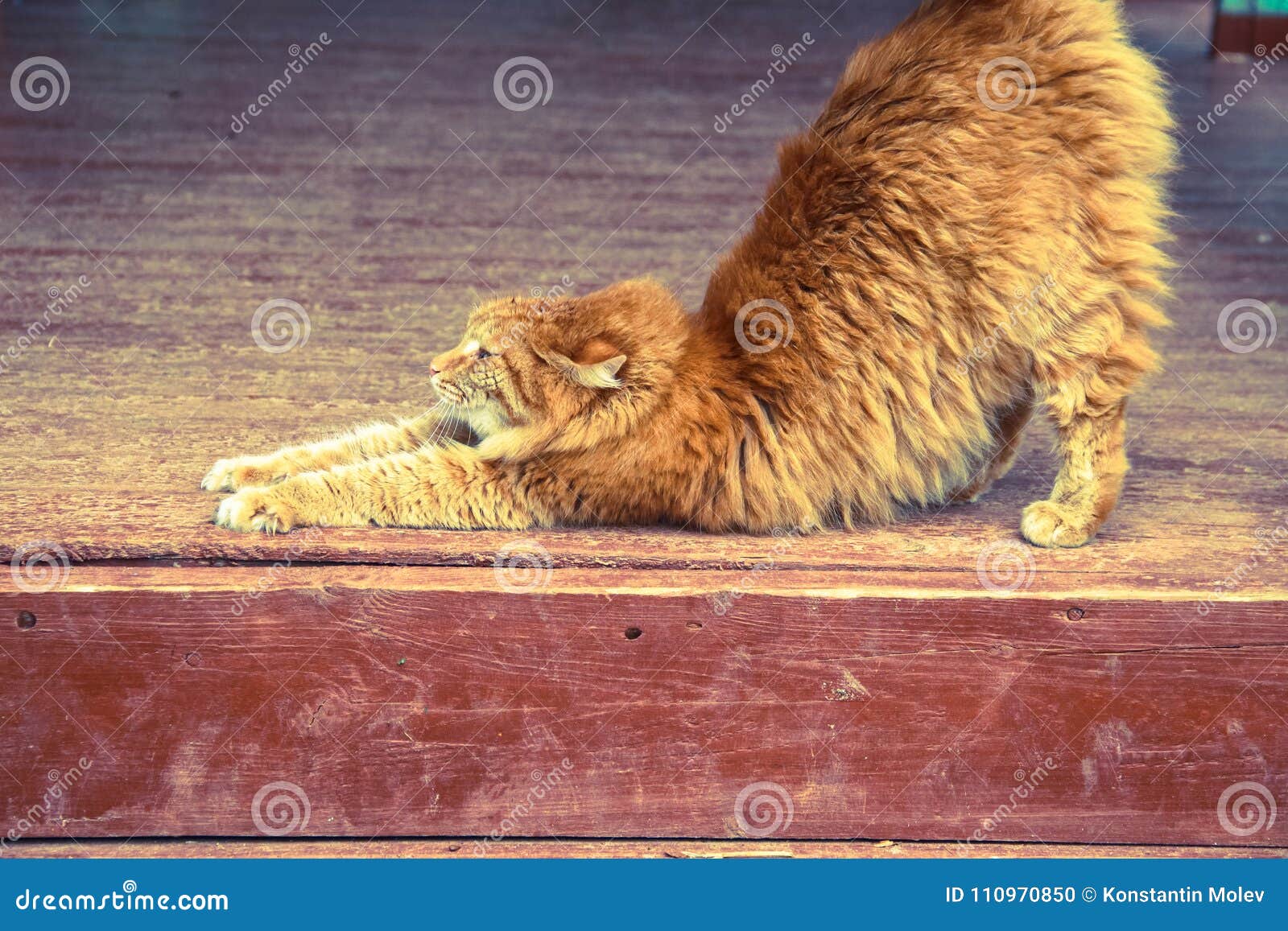 Red Cat Sipping Porch Tree Morning Stock Photo - Image of flowers ...