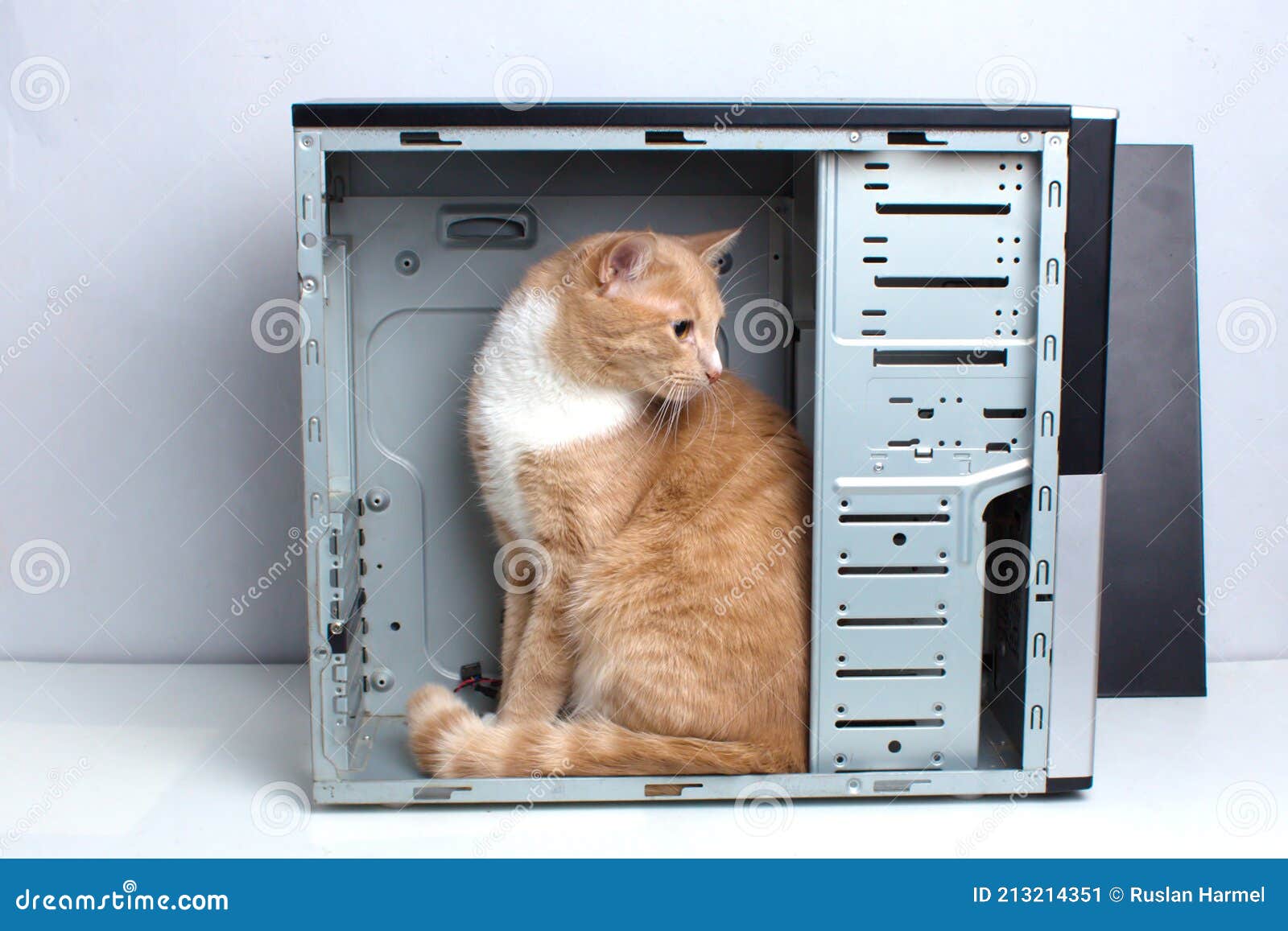 Red Cat Sits Inside an Empty Computer Case Stock Image - Image of empty ...