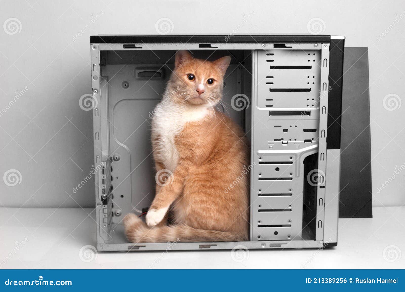 Red Cat Sits Inside an Empty Computer Case Stock Photo - Image of ...