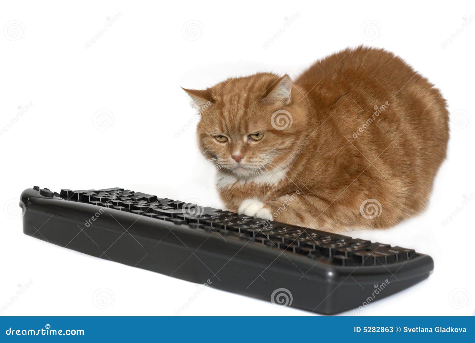 Red Cat Sits Near the Keyboard Stock Image - Image of white, domestic ...