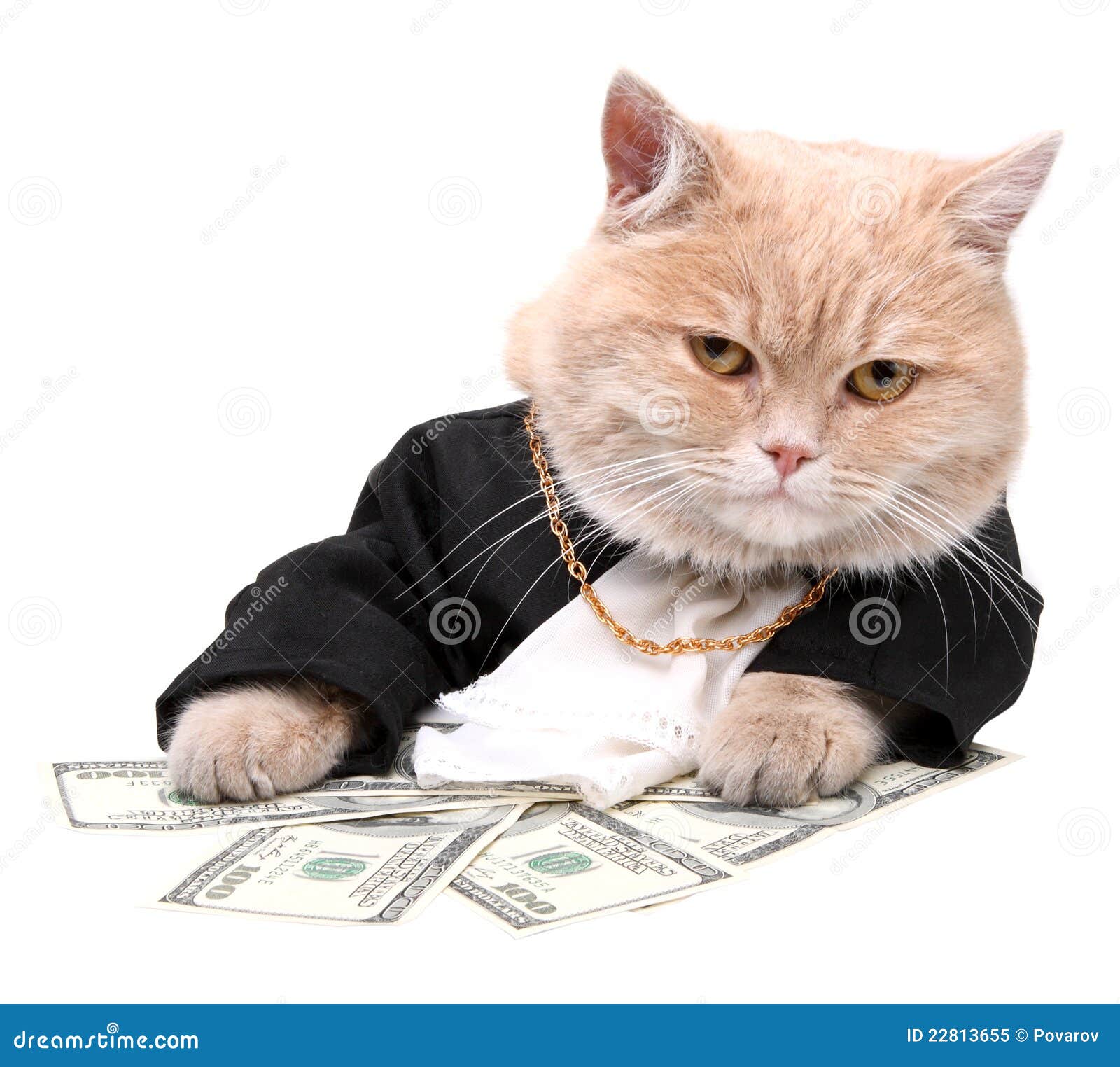 Cats With Money