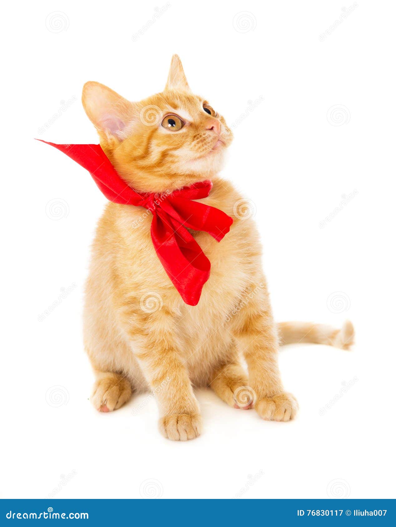 Red Cat is Sitting on the Floor in the Red Ribbon Stock Image - Image ...
