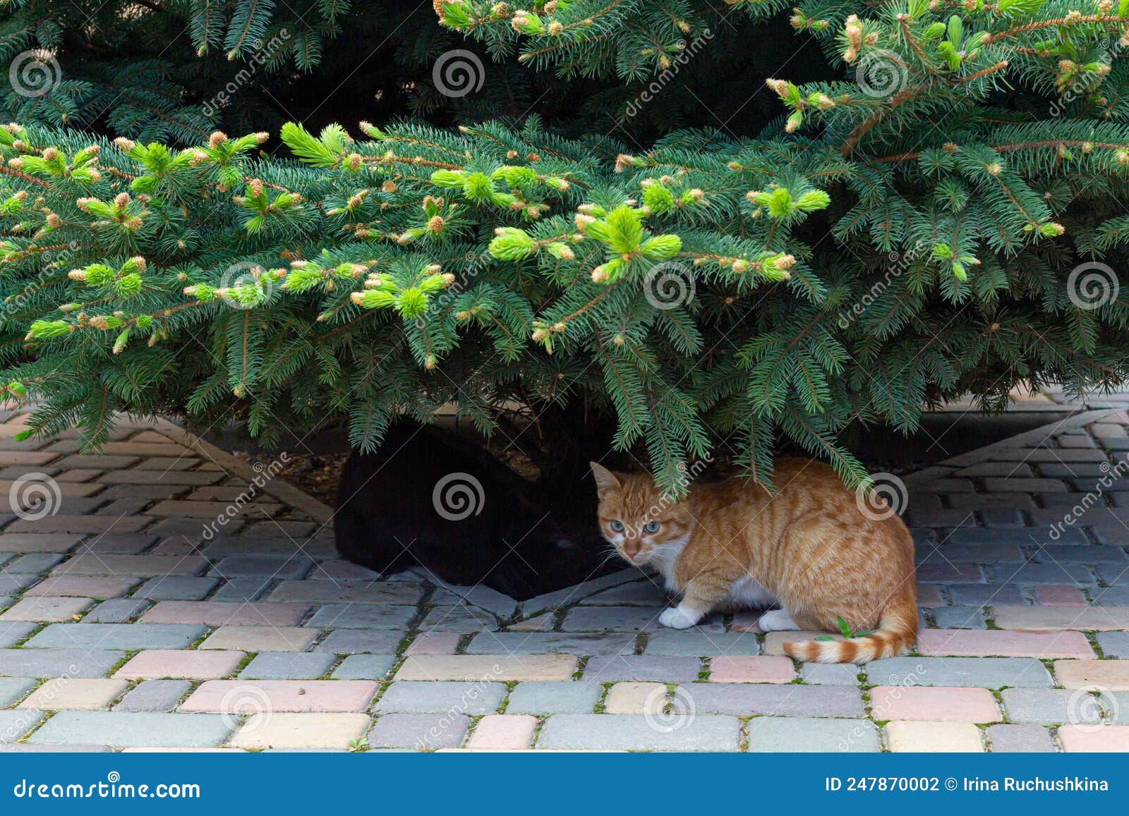 Red Cat Sitting Under the Tree Stock Photo - Image of happy, stare ...