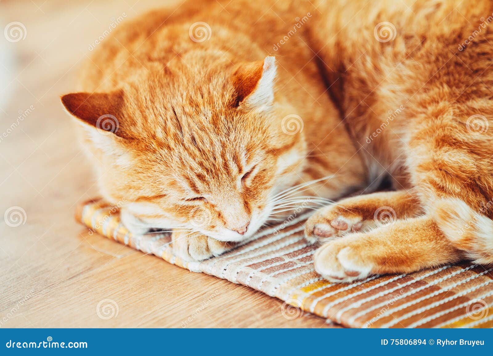 Red Cat Sleeping in His Bed on Laminate Floor Stock Photo - Image of ...